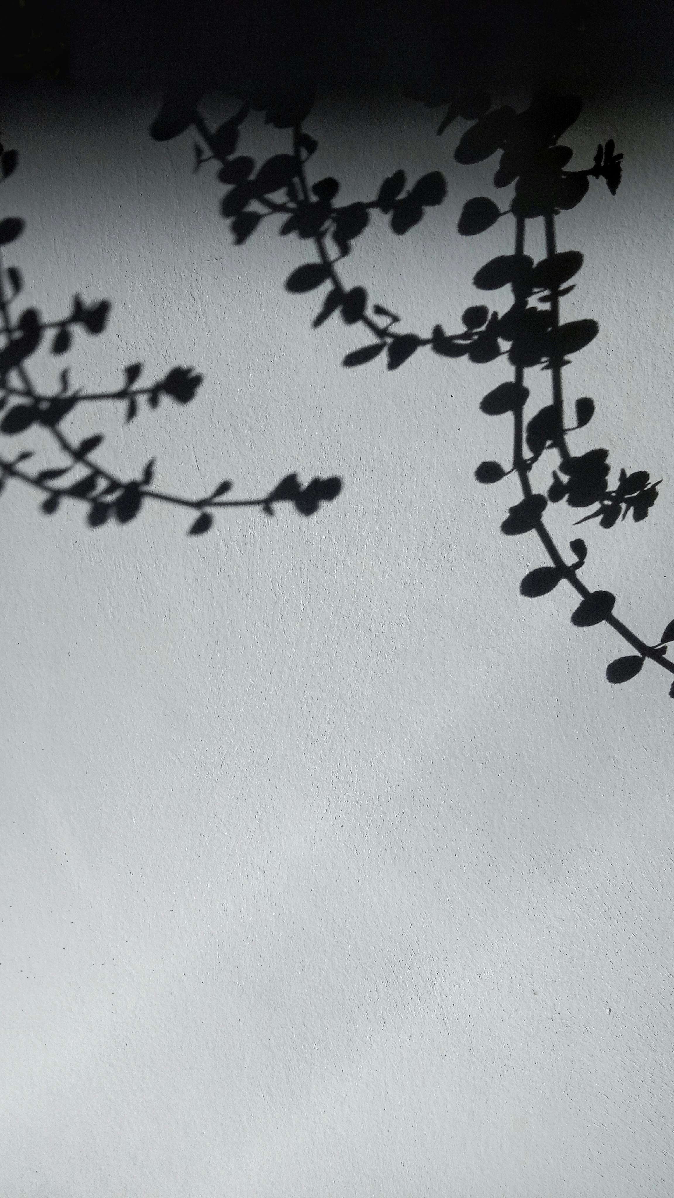 Shadows of hanging vines create intricate silhouettes on a pale wall, captured in a monochrome photograph.