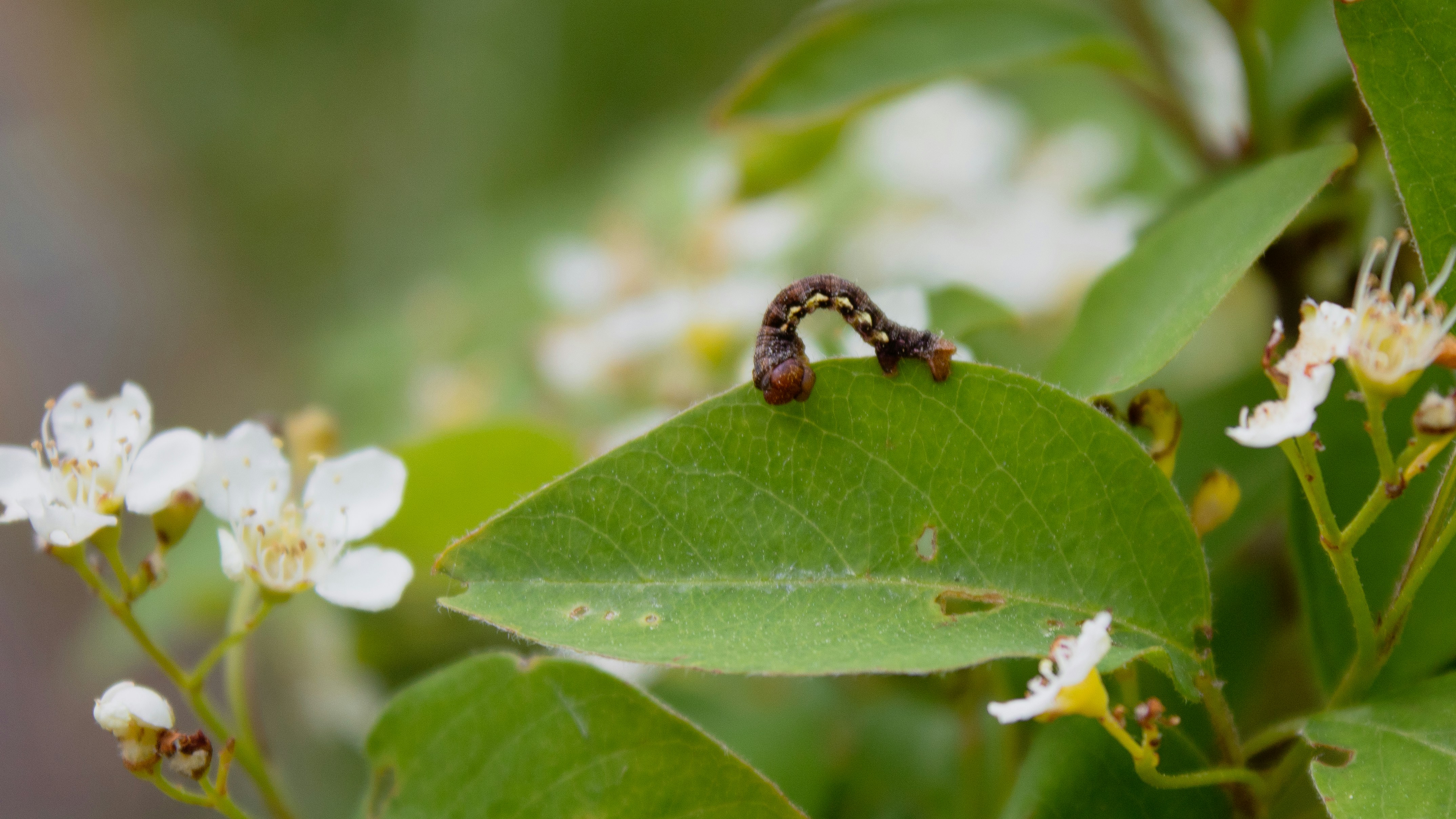 Caterpillar curl on a sunlit leaf amid white blossoms