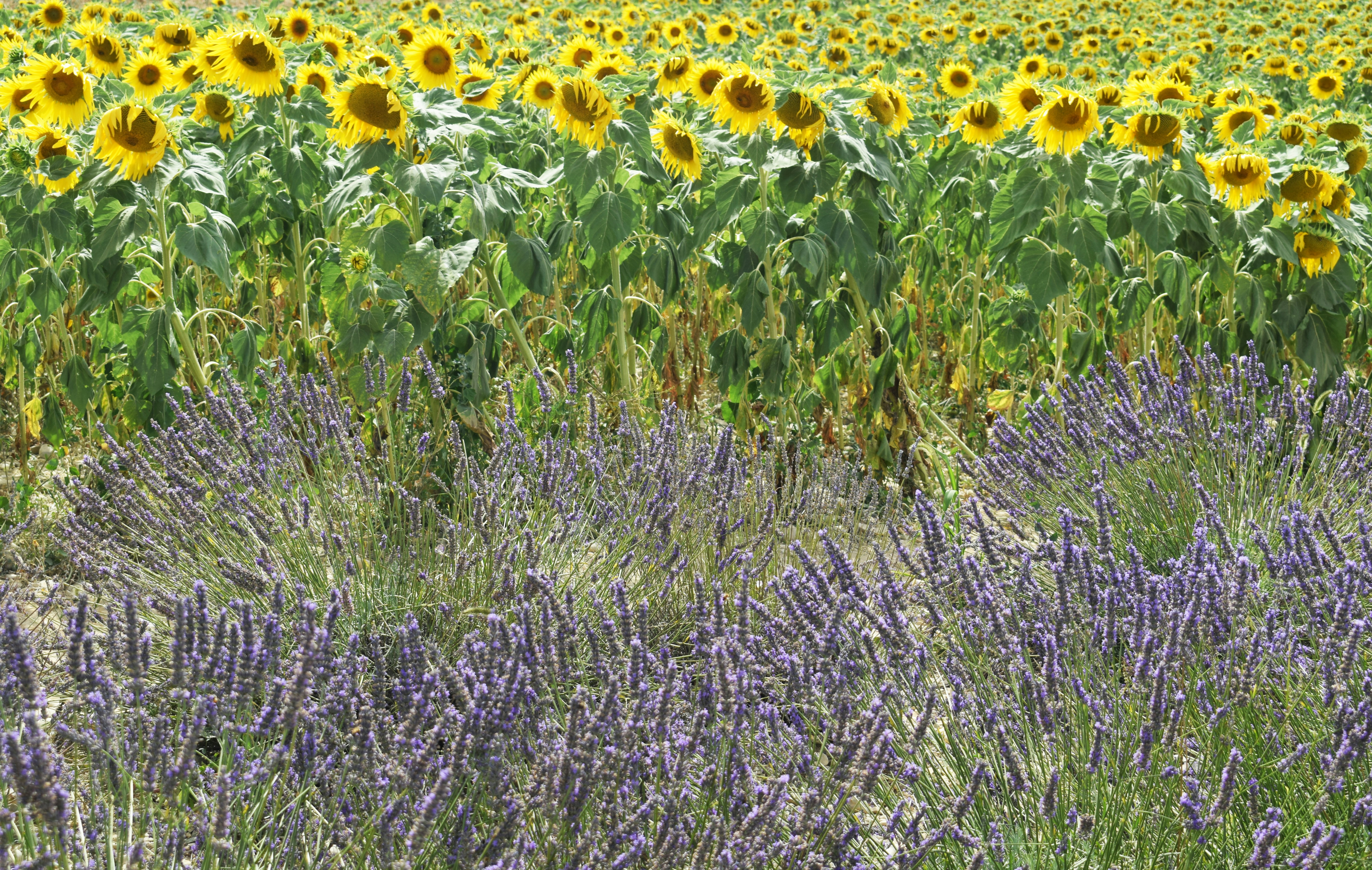 Lavender fields meet towering sunflowers under a bright sky.