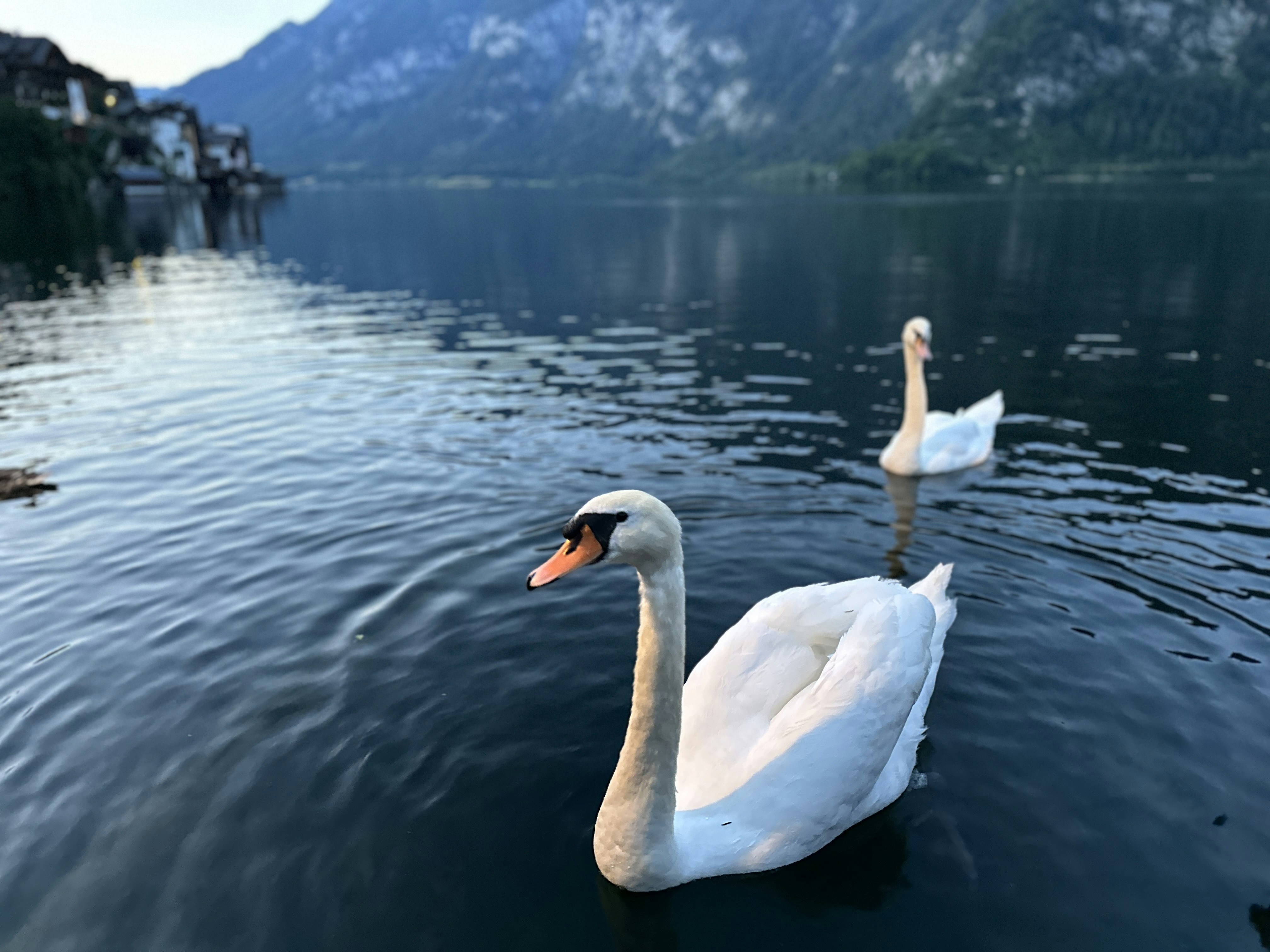 Alpine Lake Swan: A Silent Glide Beneath Silvery Peaks