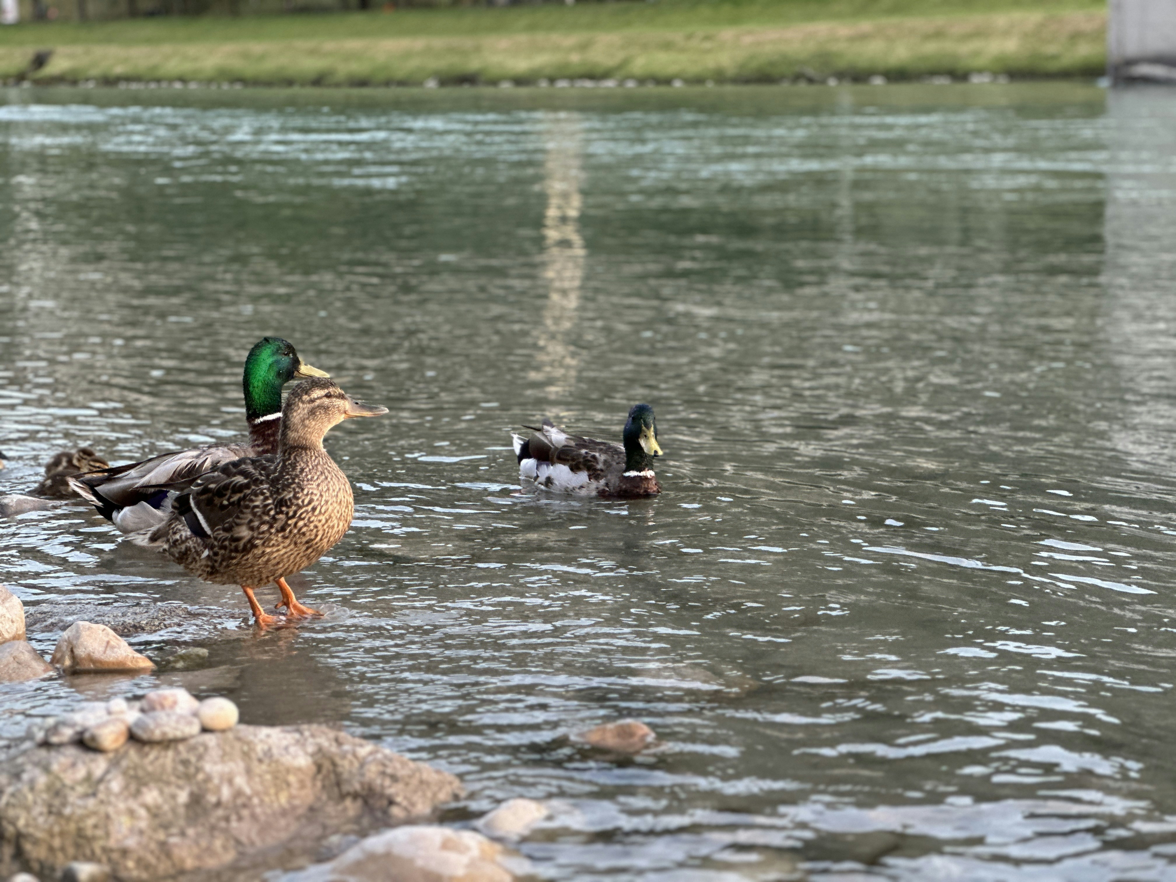 Mallard on Pebble Shore: Quiet Moment by the Pond