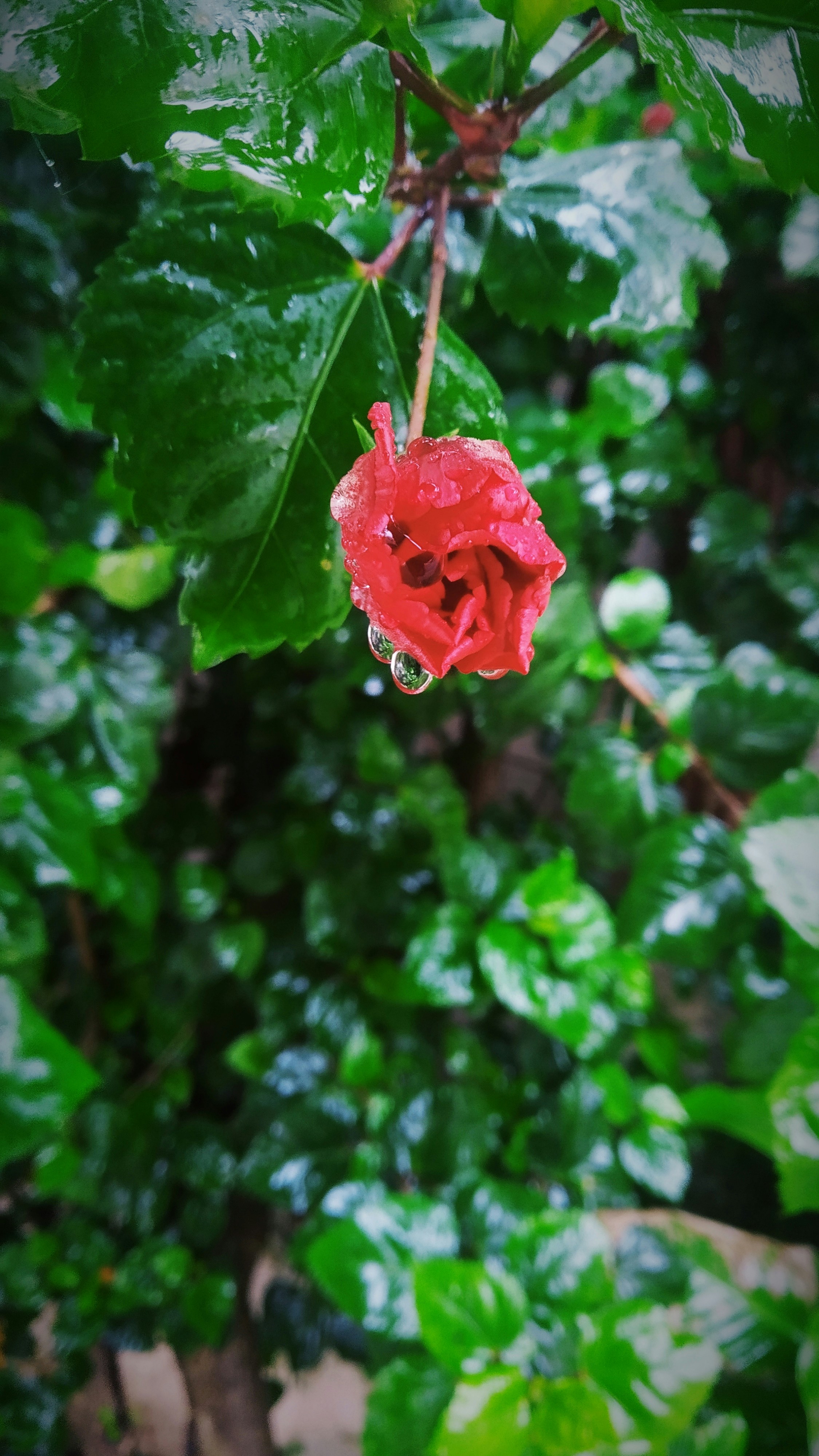 Close-up of a dew-kissed red flower bud suspended among glossy green leaves, set in a lush garden.