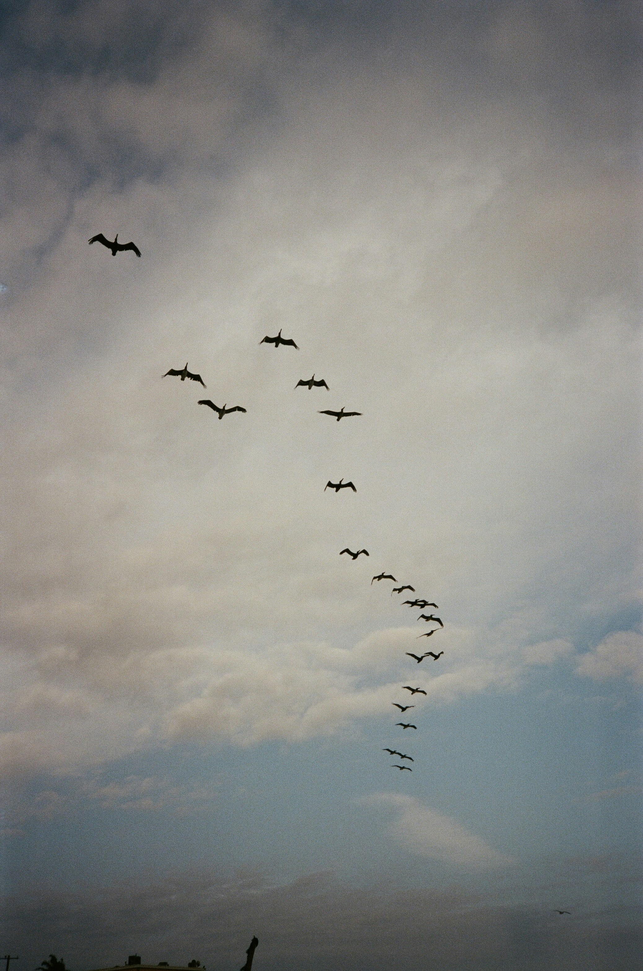 Birds Flying Tumblr