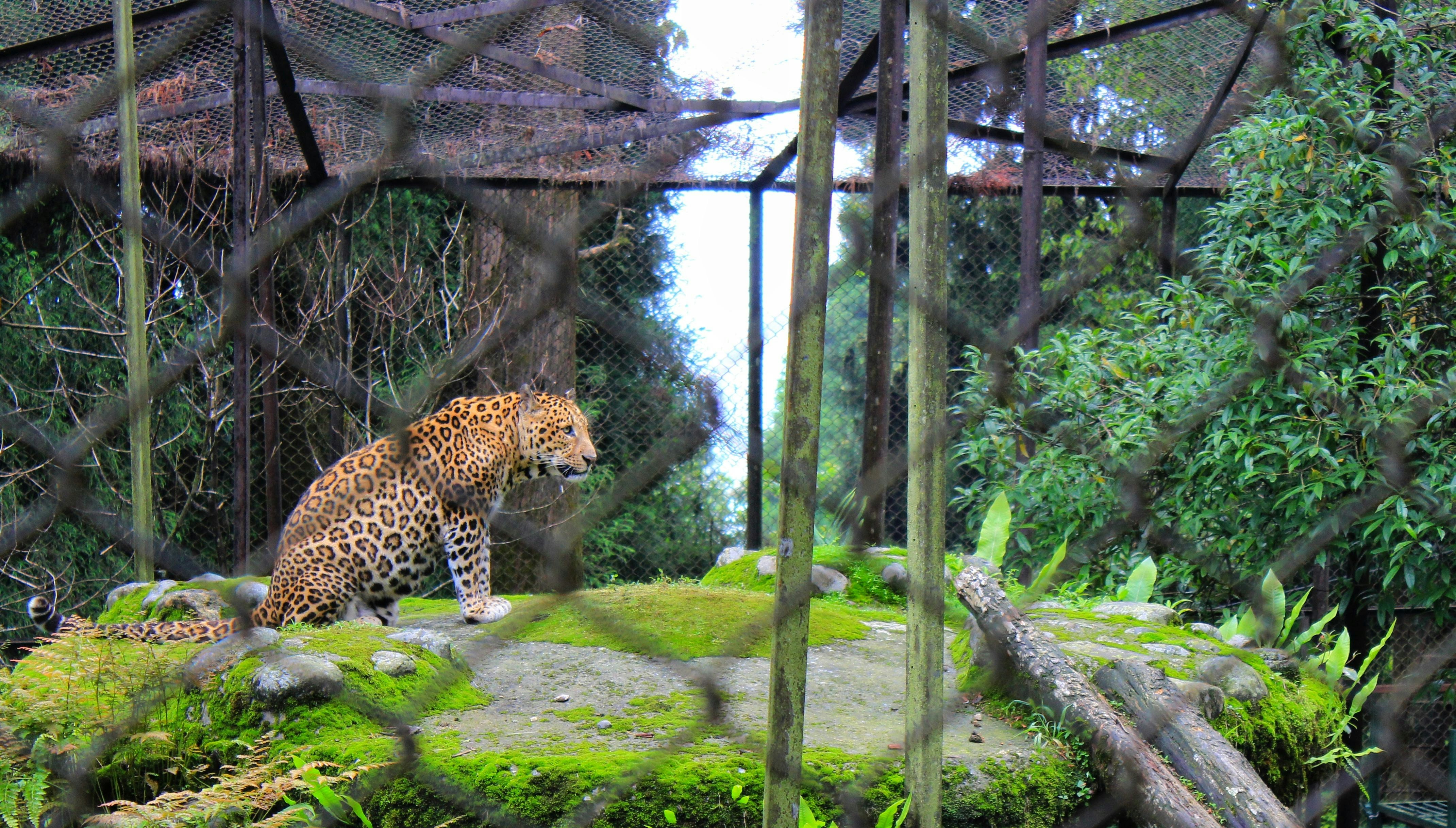 Leopard on a Mossy Veranda Under a Timber Canopy