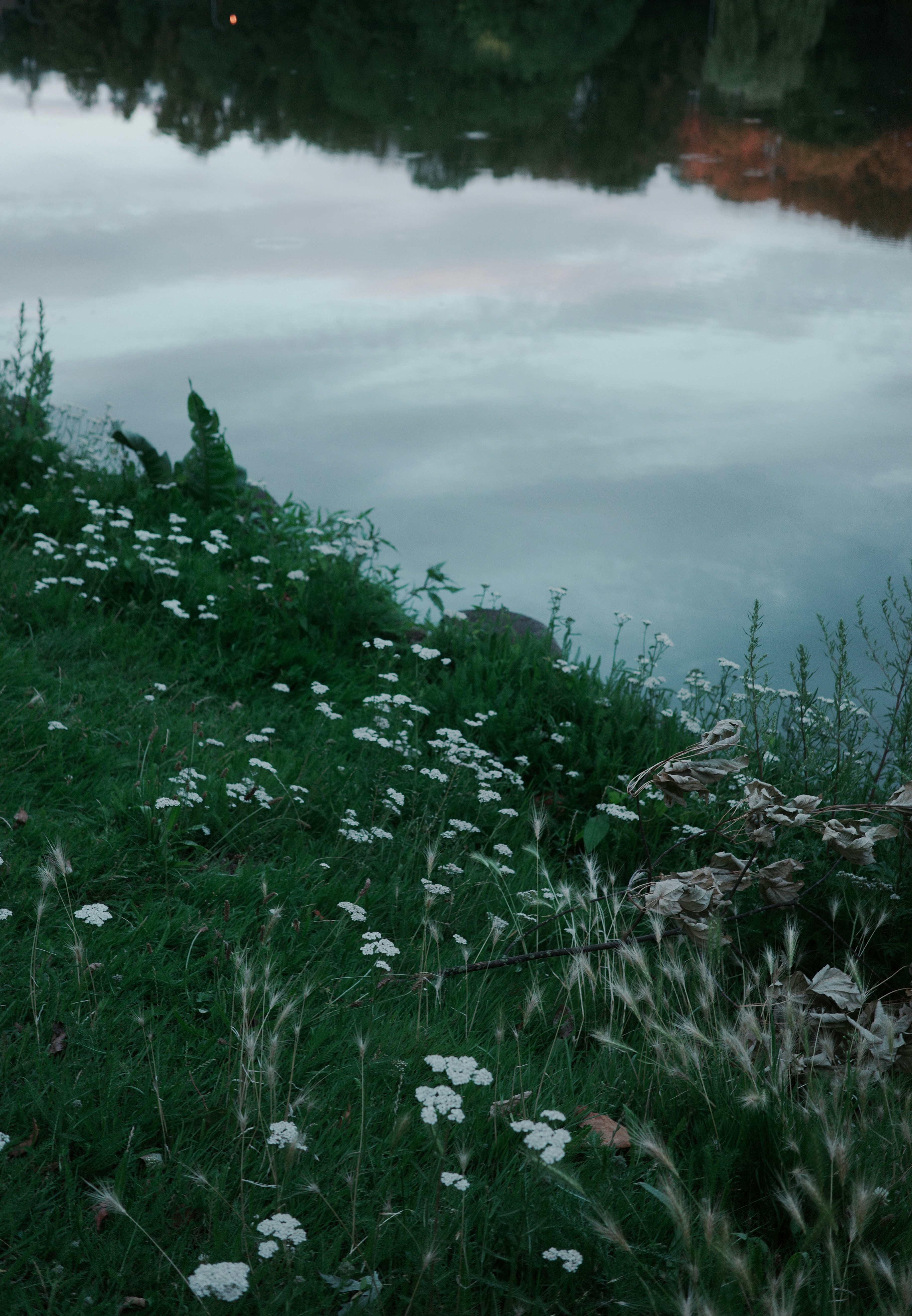 Wildflower Verge by the Quiet Lake
