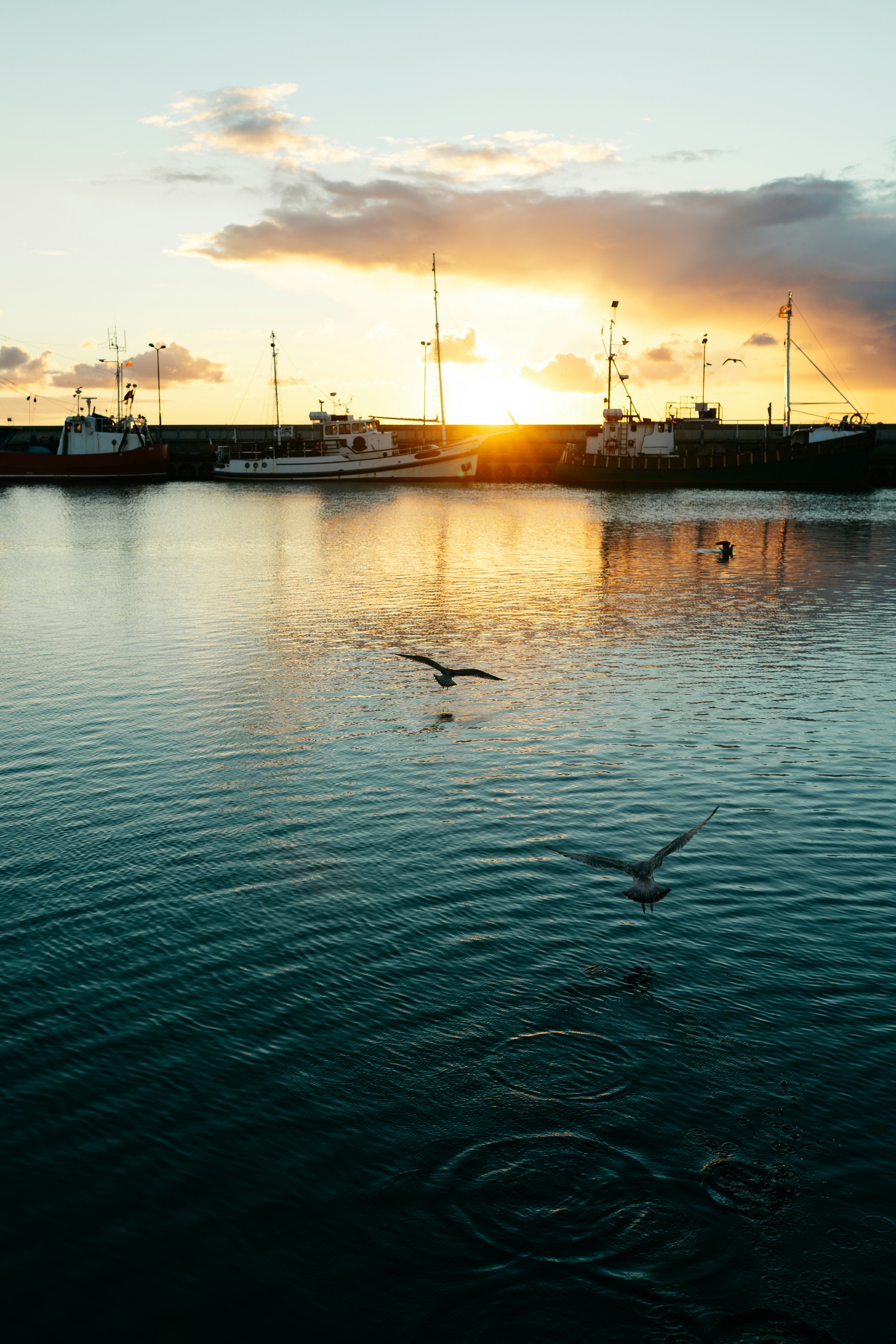 Sunlit Harbor at Dusk: Seagulls Over Quiet Water