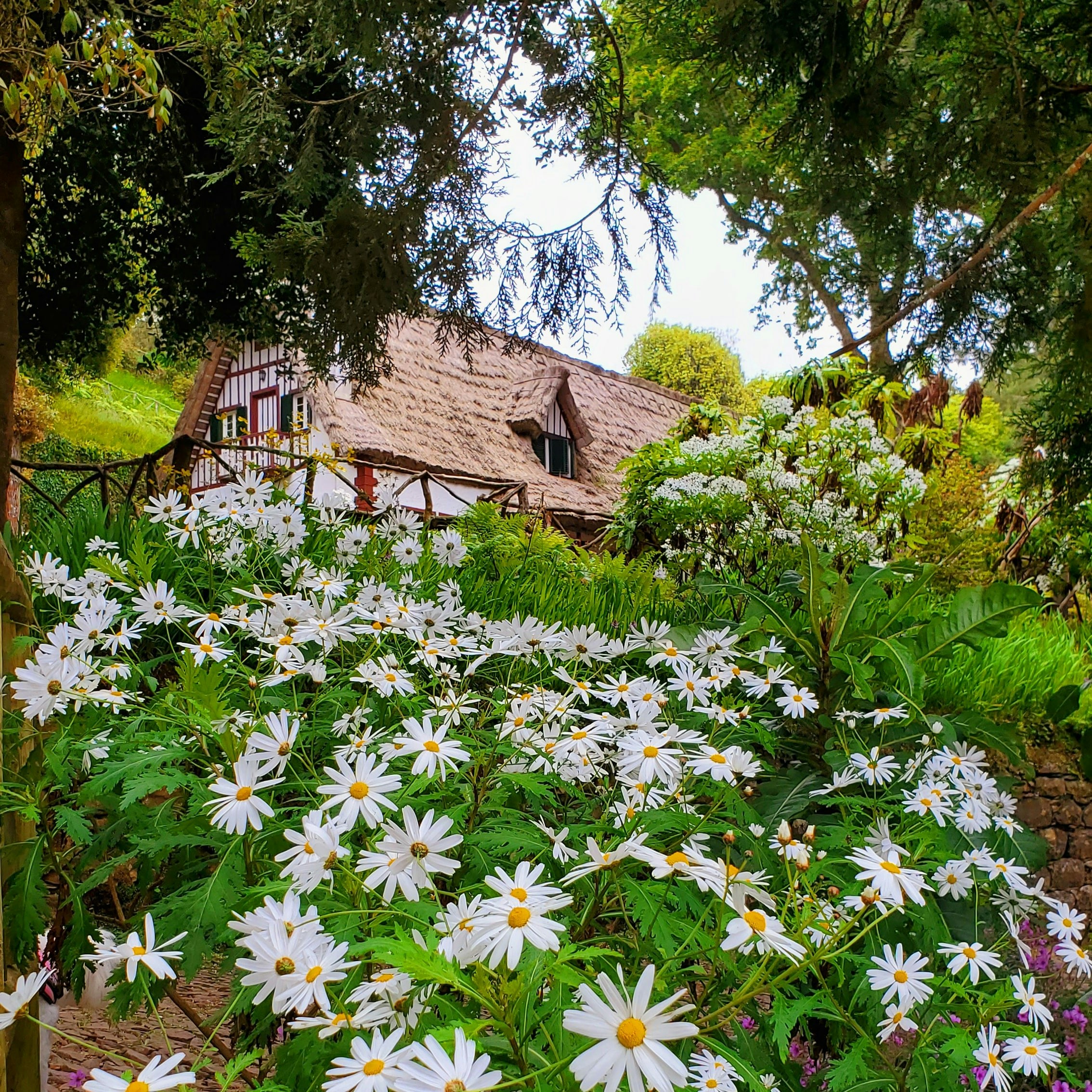 A field of daisies in front of a house photo – Free 𓂀 santana Image on ...