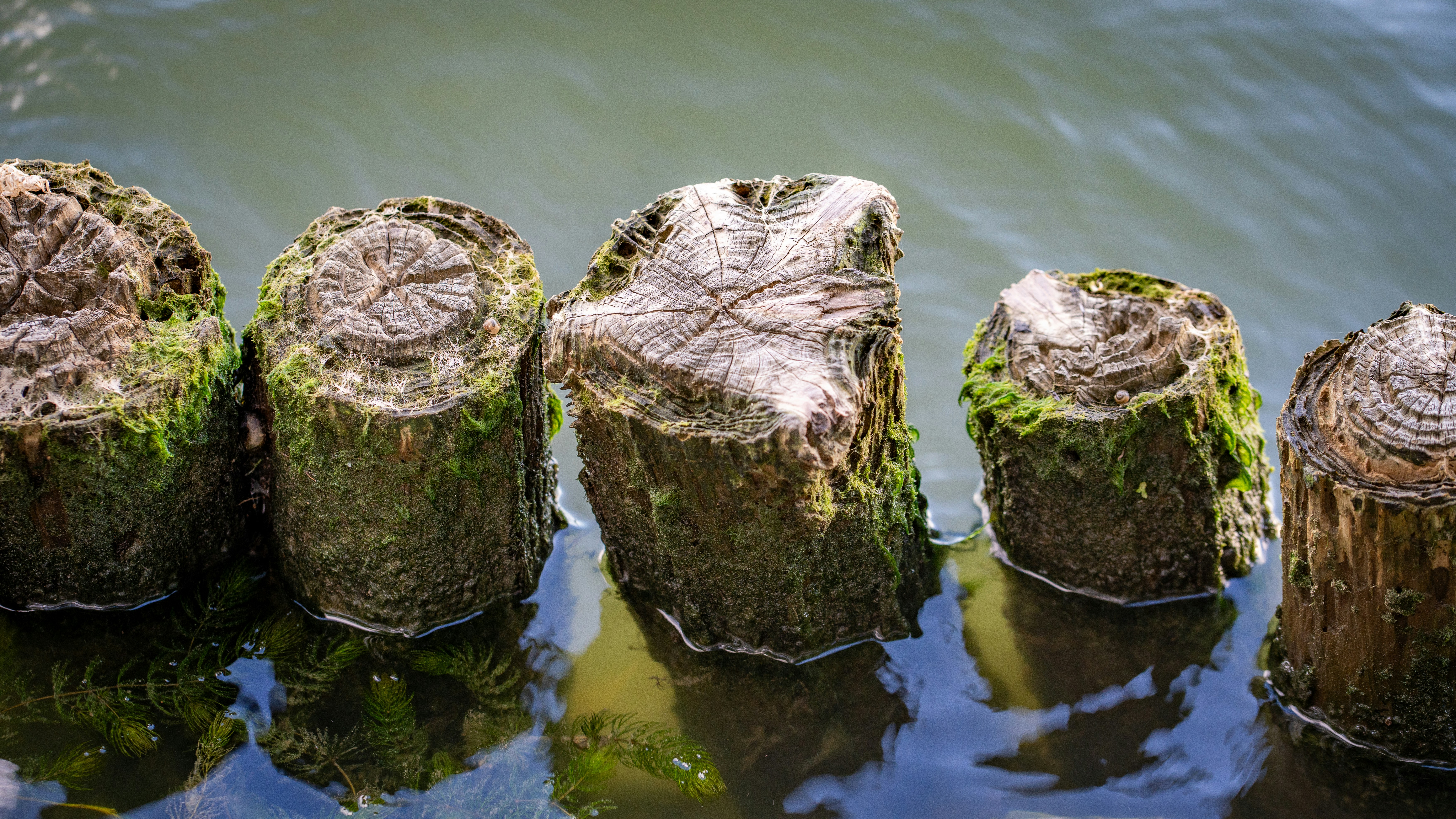 A number of logs in a body of water photo – Free Image on Unsplash