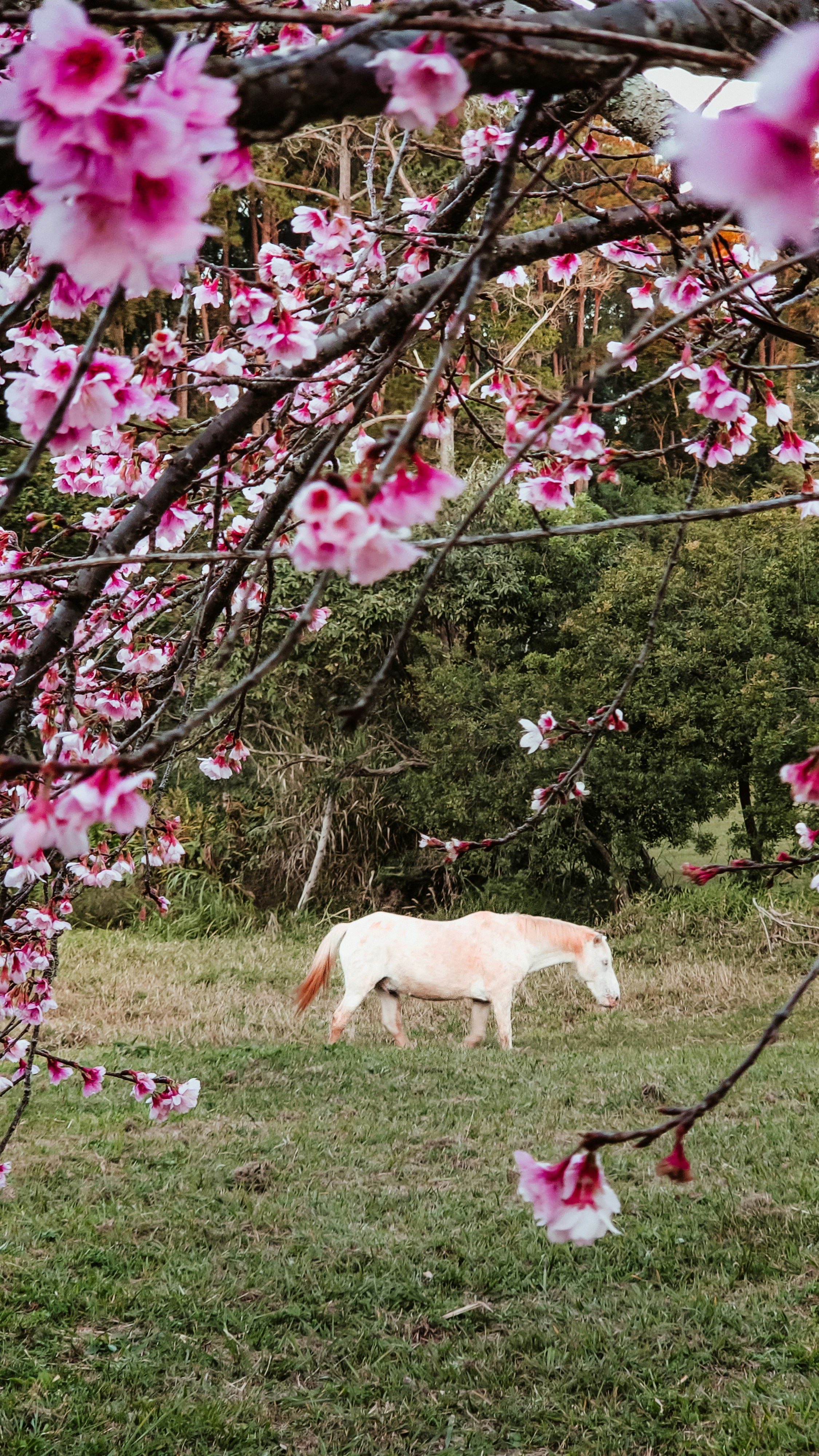 Pastel Orchard: A Cream Horse Grazing Beneath a Lattice of Pink Blossoms