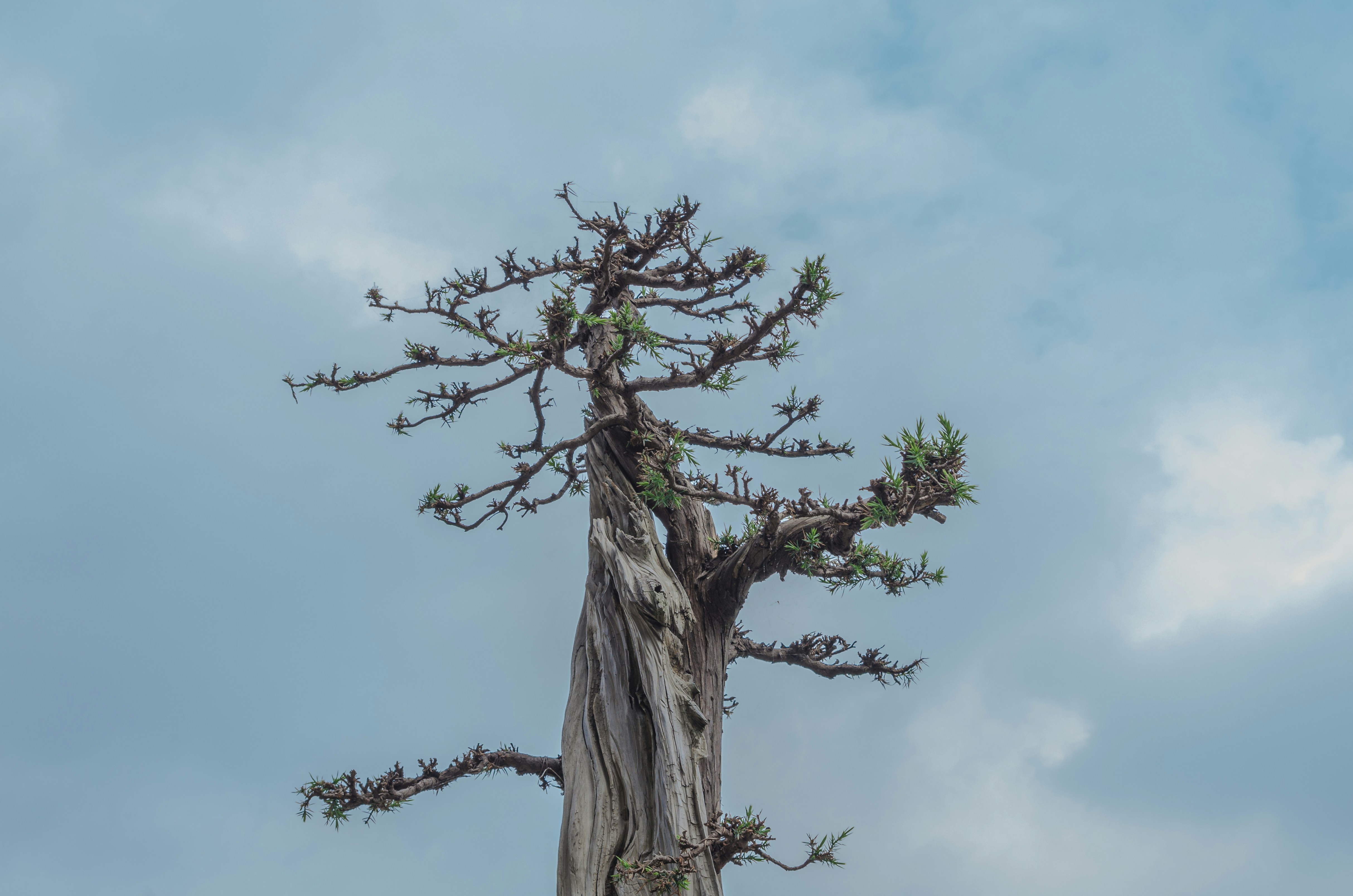 The Crowned Trunk: A Weathered Tree Reaching Toward a Quiet Blue Sky