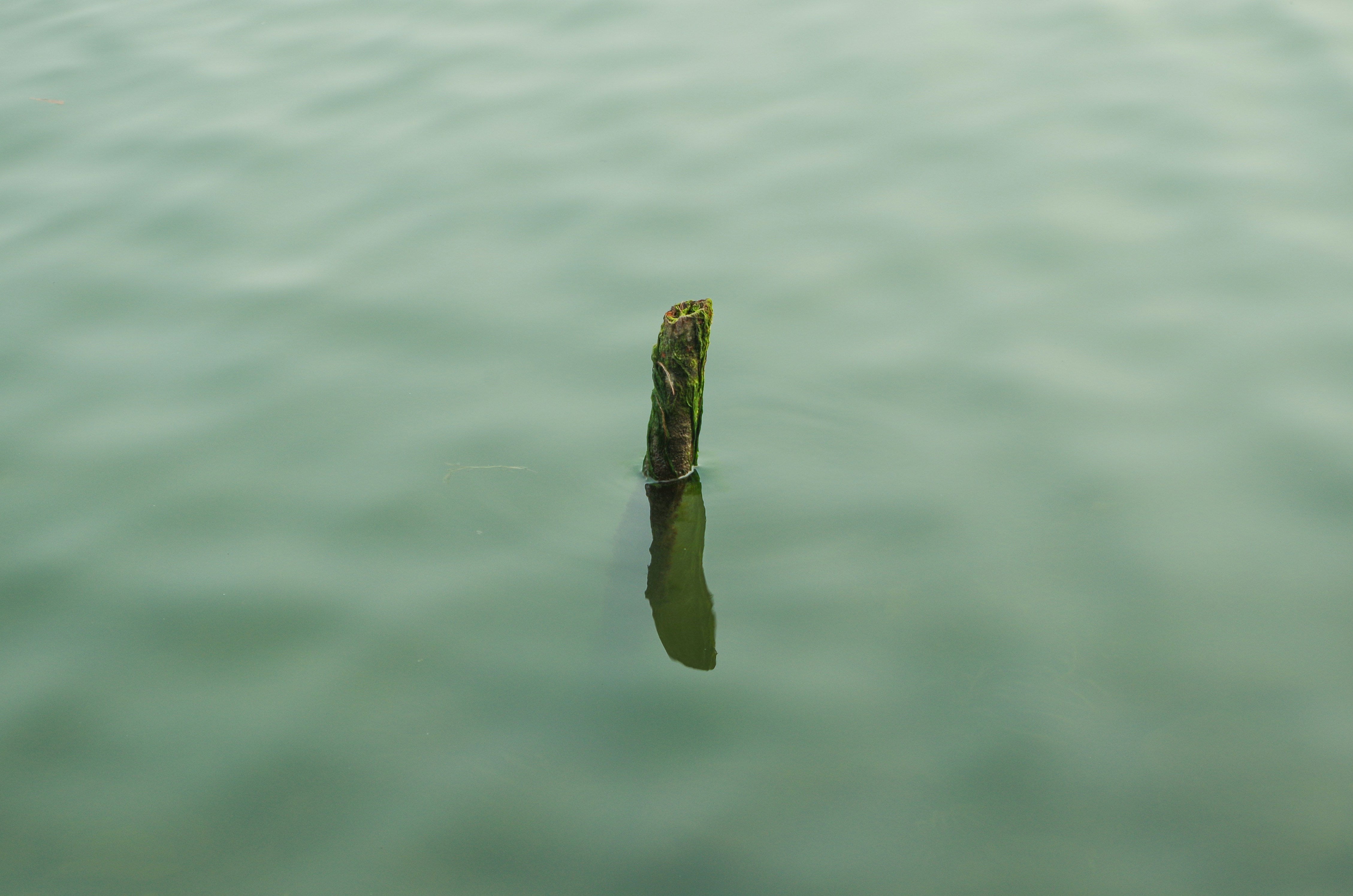 Emerald Echo: a lone moss-covered post in glassy water