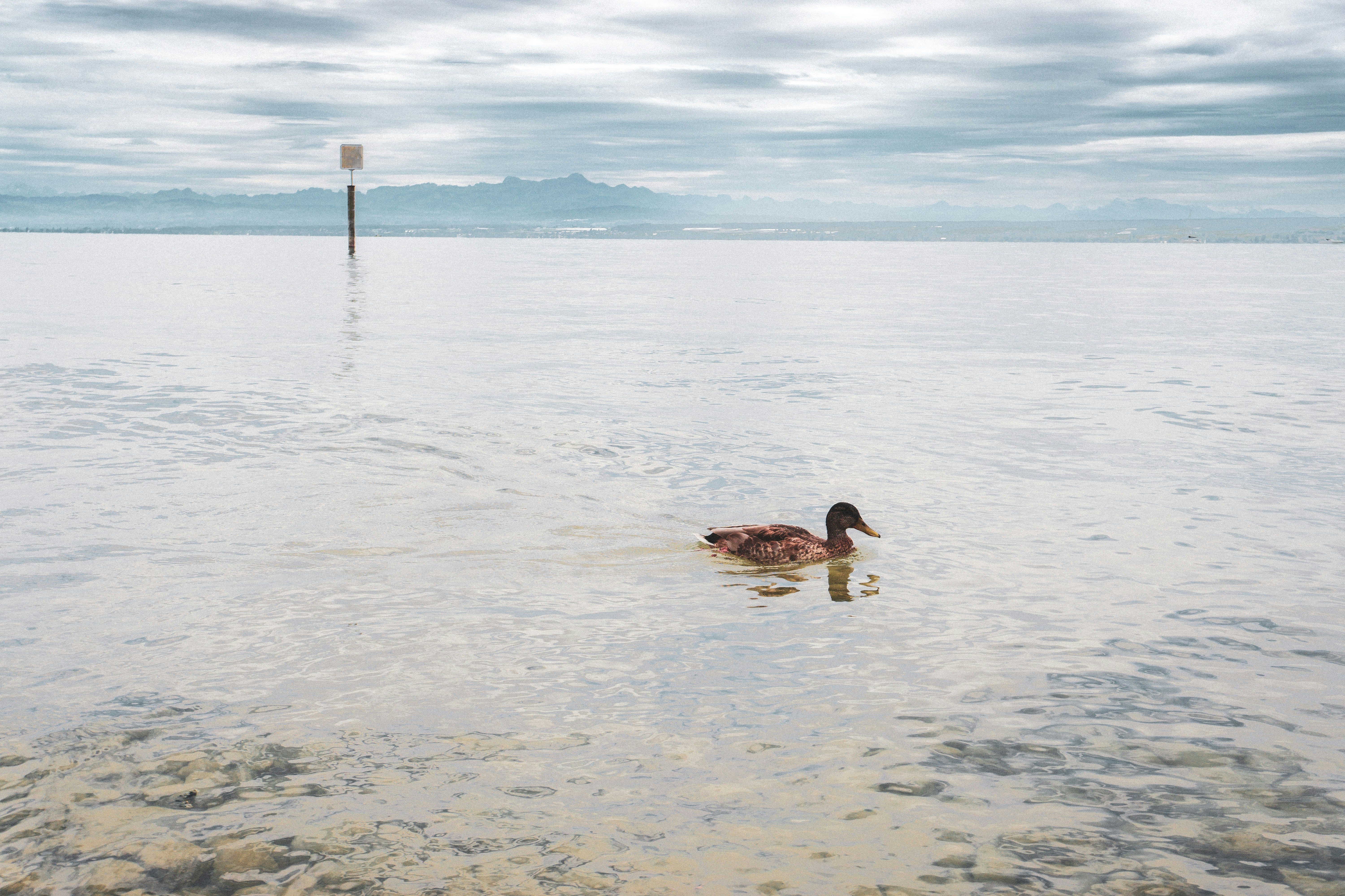 Lone Duck on Glassy Shallows Beneath a Soft Horizon