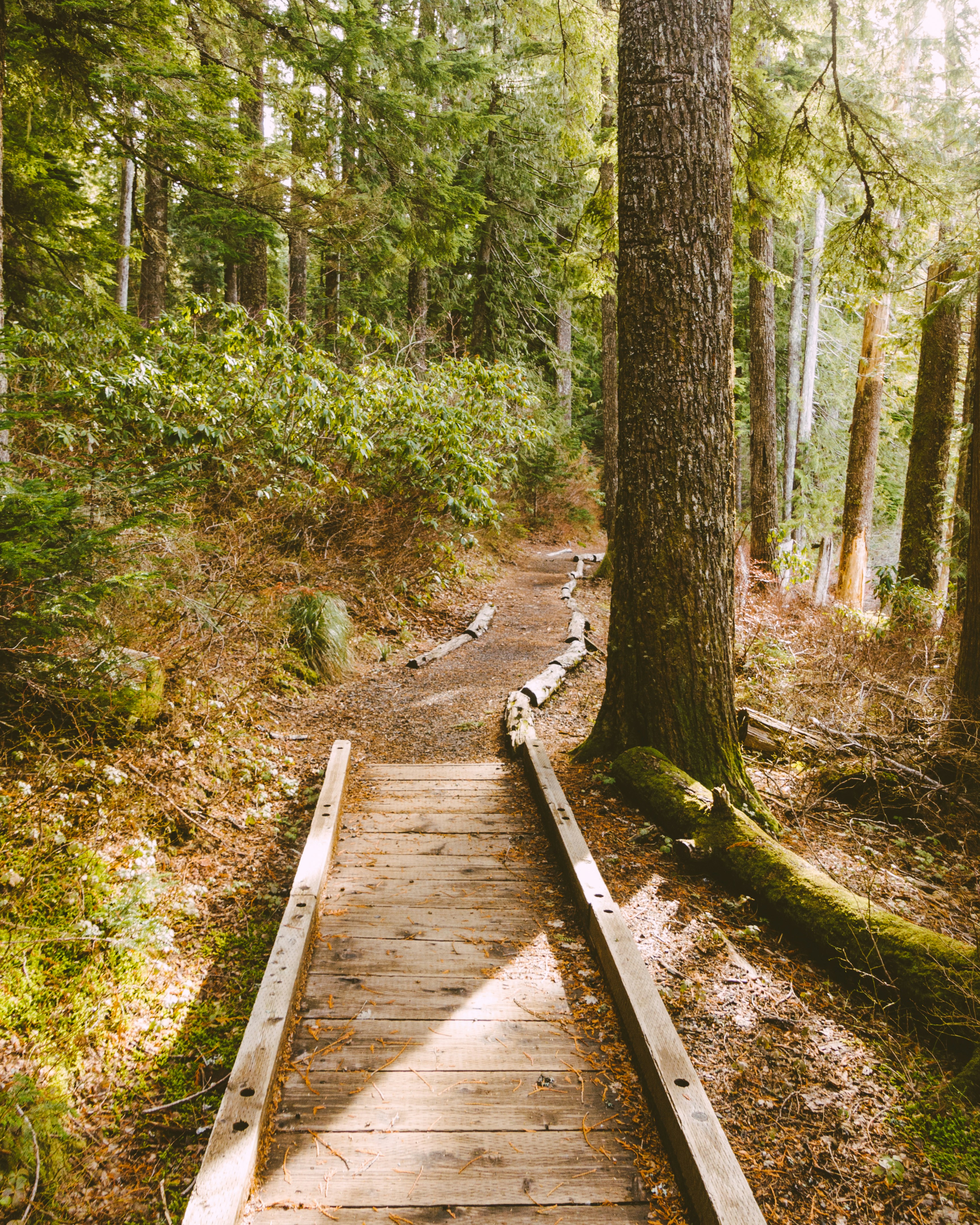 A wooden path in the woods leading to a tree photo – Free Lost lake ...