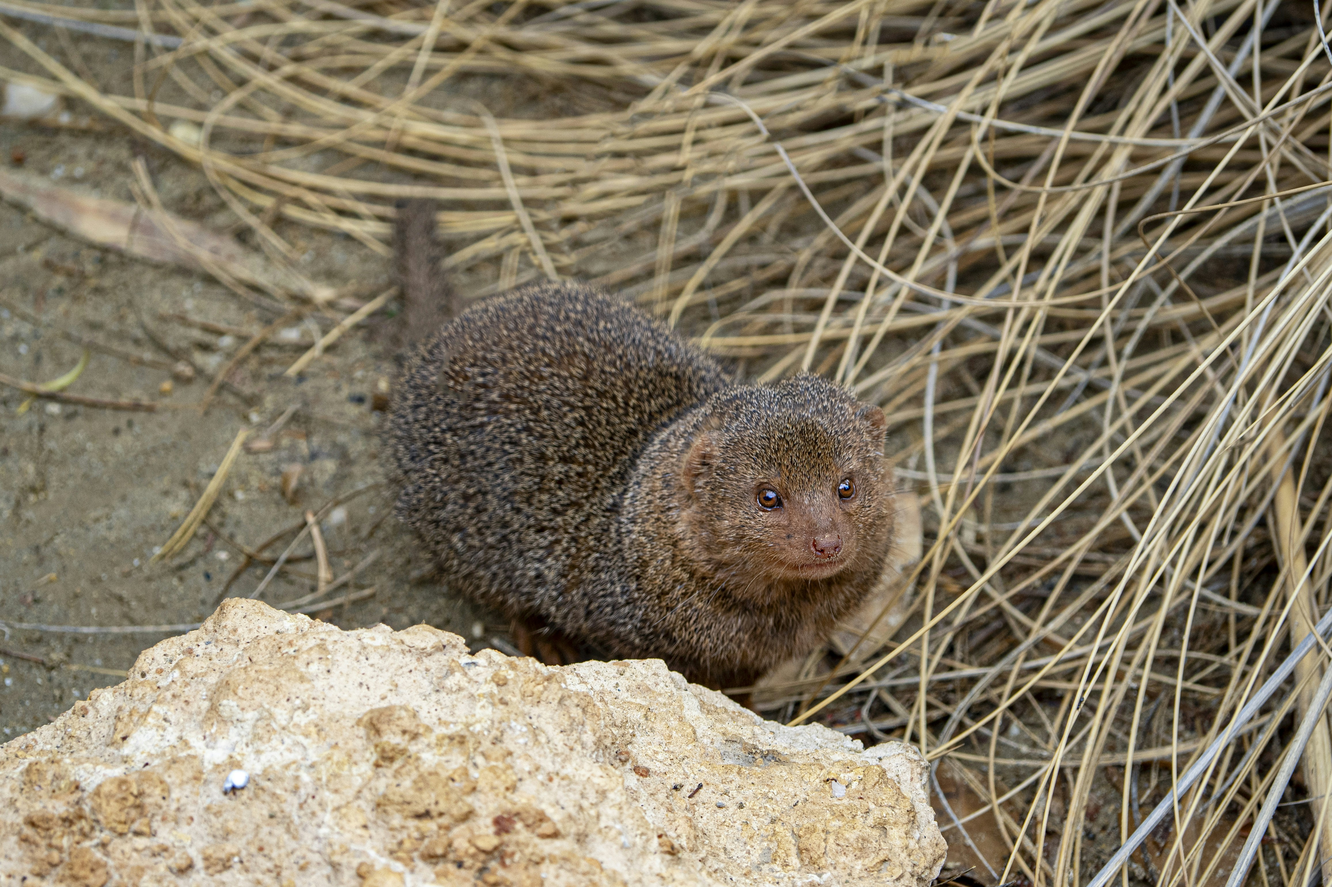 Curious Diminutive Ferret-like Creature Amid Sand and Thatch