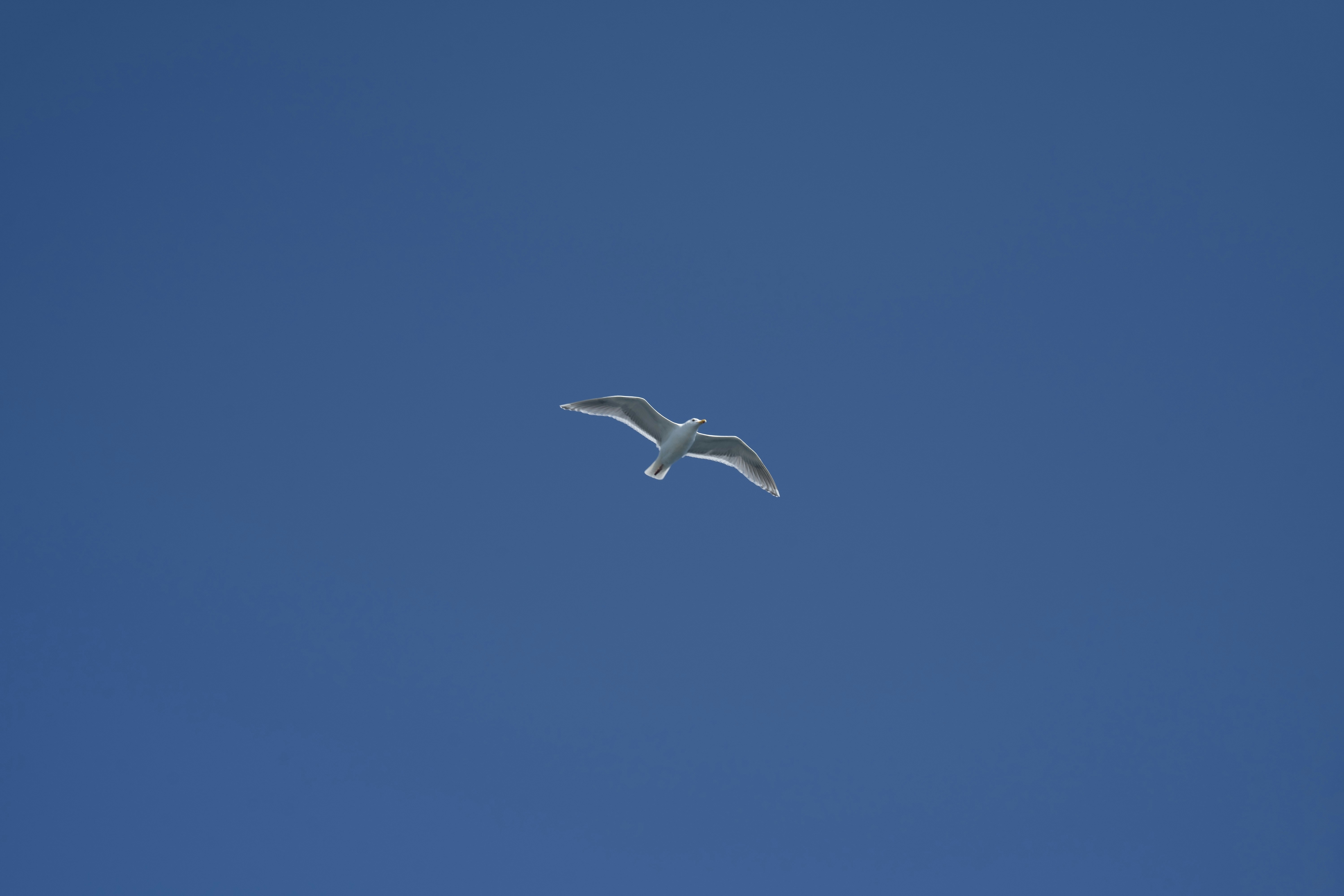 Photo by Mike Hsieh with Sony Alpha 7C