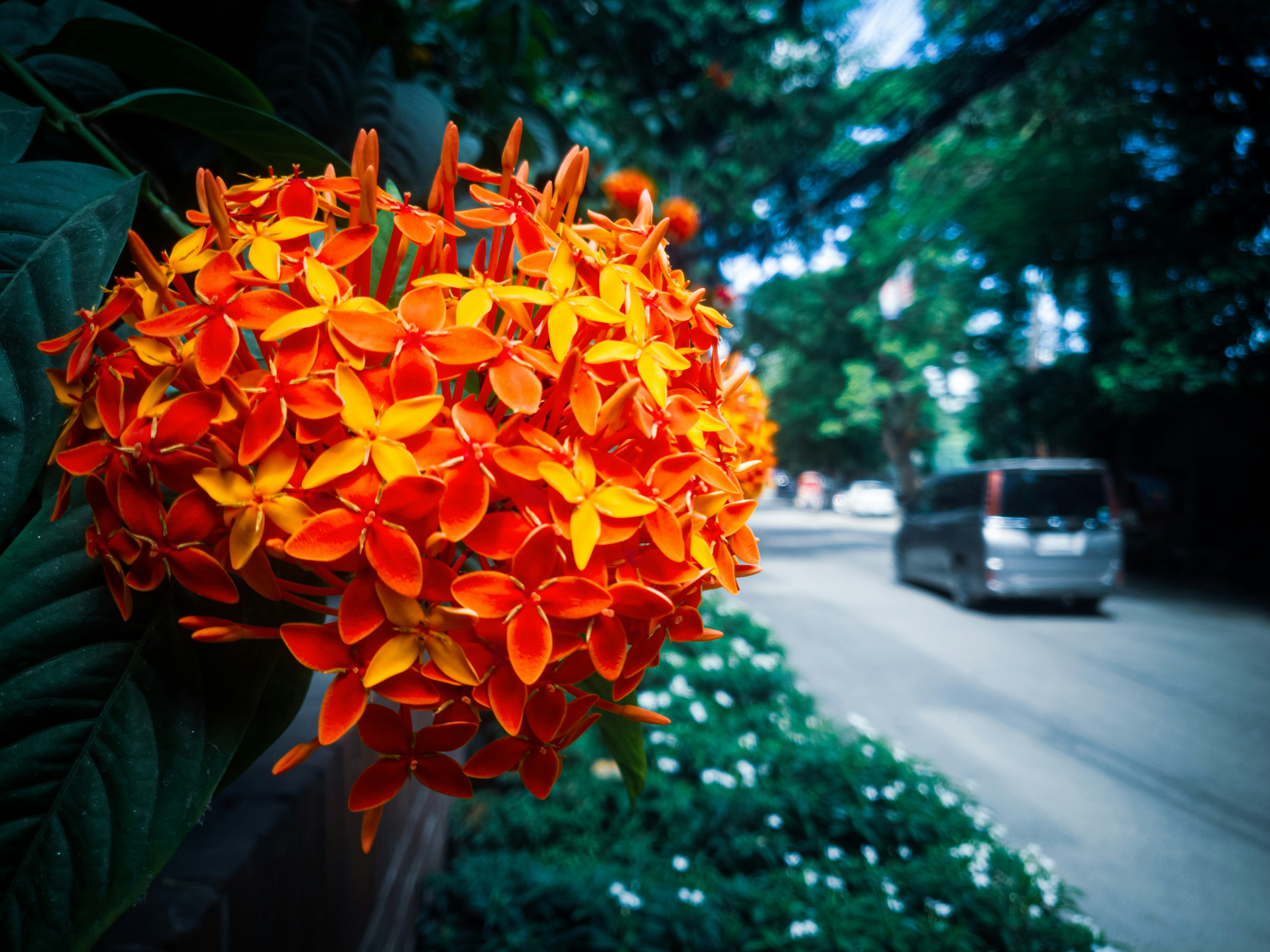 Orange Burst on the Avenue: Blossom in Focus Against Moving Lights