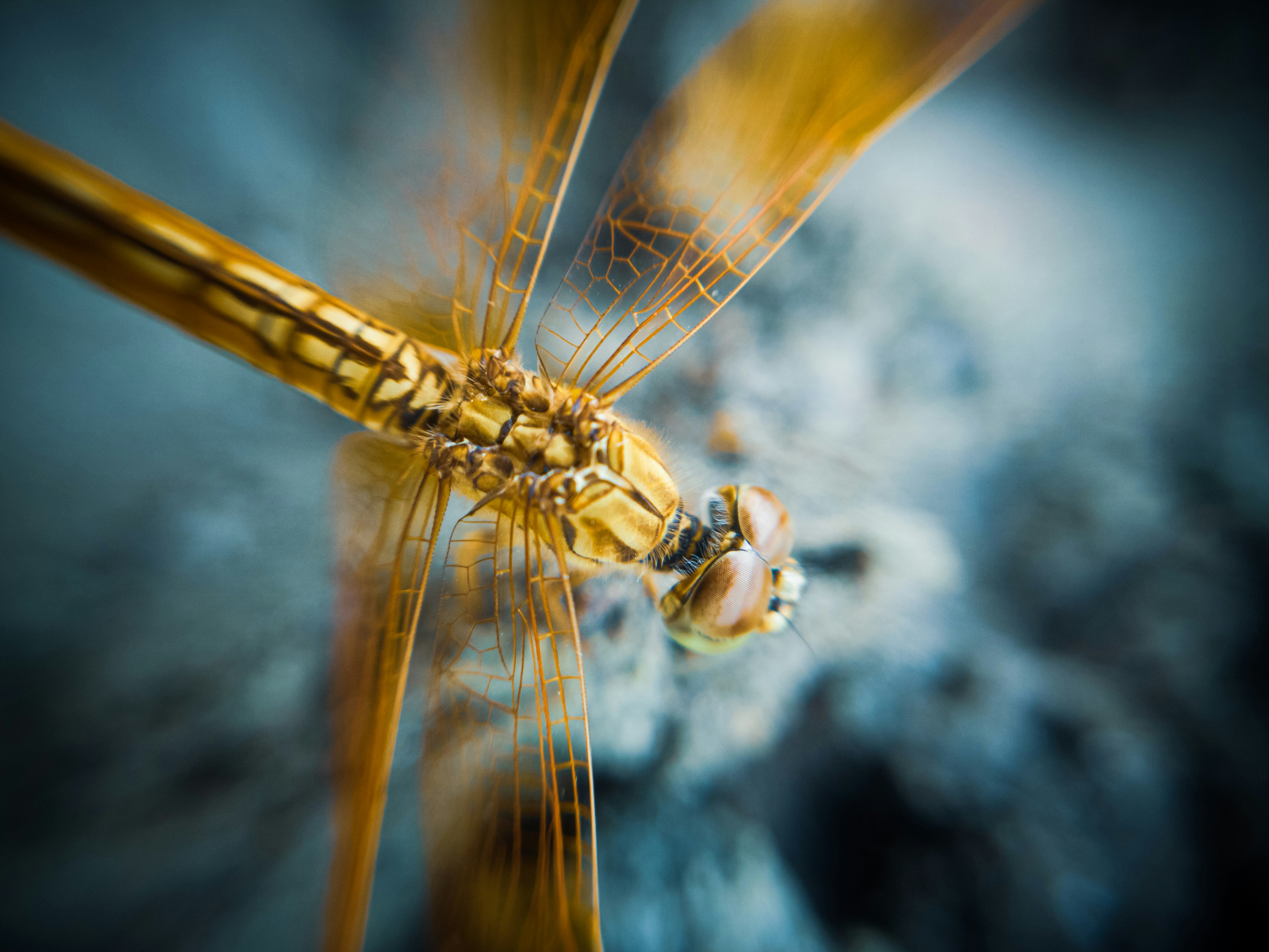 Close-up macro shot of a golden dragonfly with translucent wings against a blue, blurred background.