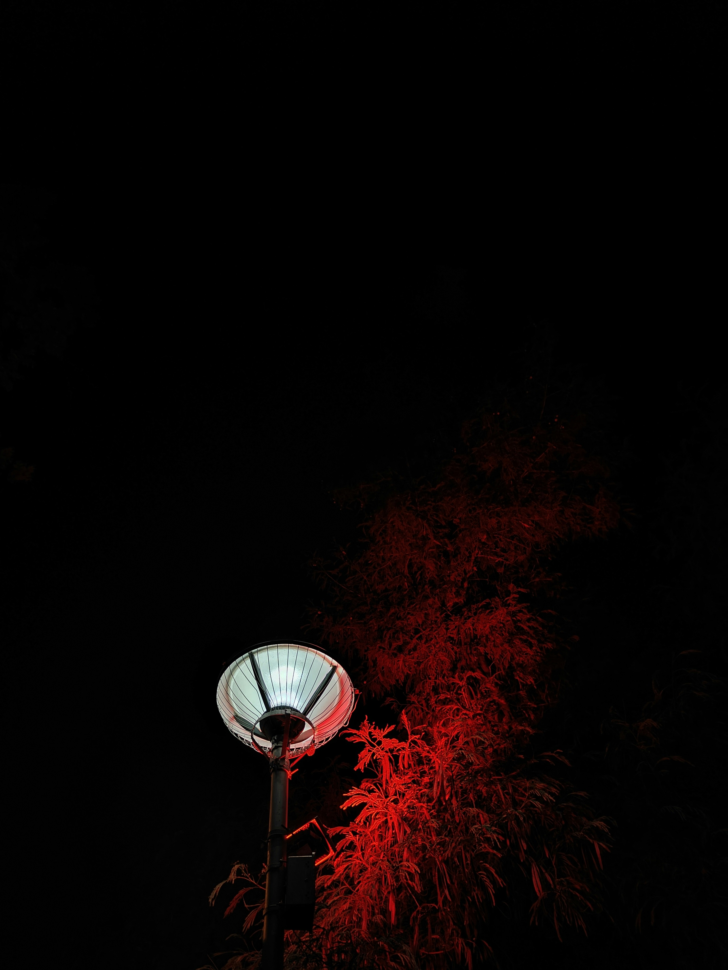 Night photograph of a solitary streetlamp casting a crimson glow over tall foliage against a dark sky. The red illumination emphasizes texture and depth in an otherwise shadowy scene.