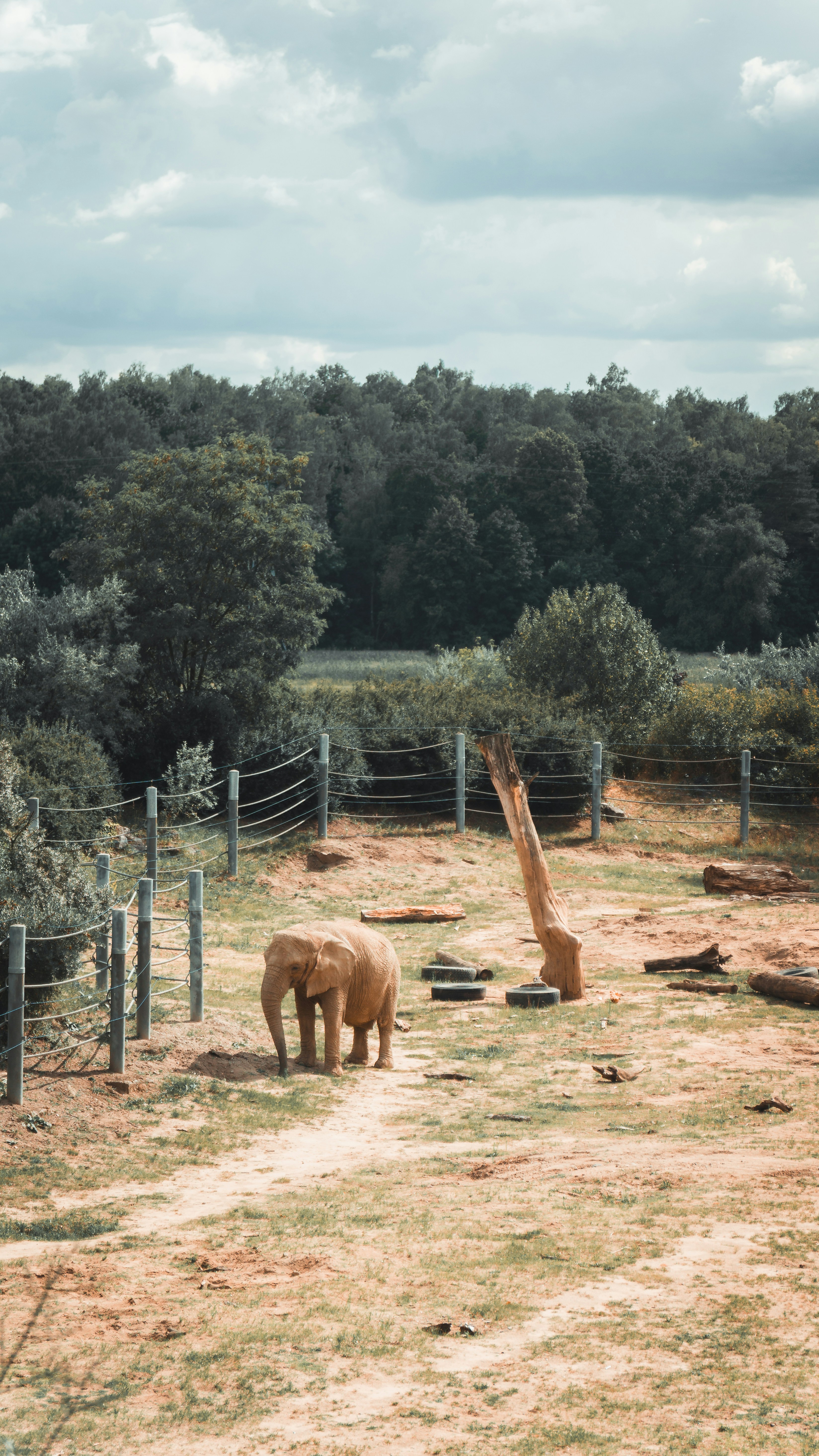 Elephant Duo on a Dusty Path Beneath Open Skies