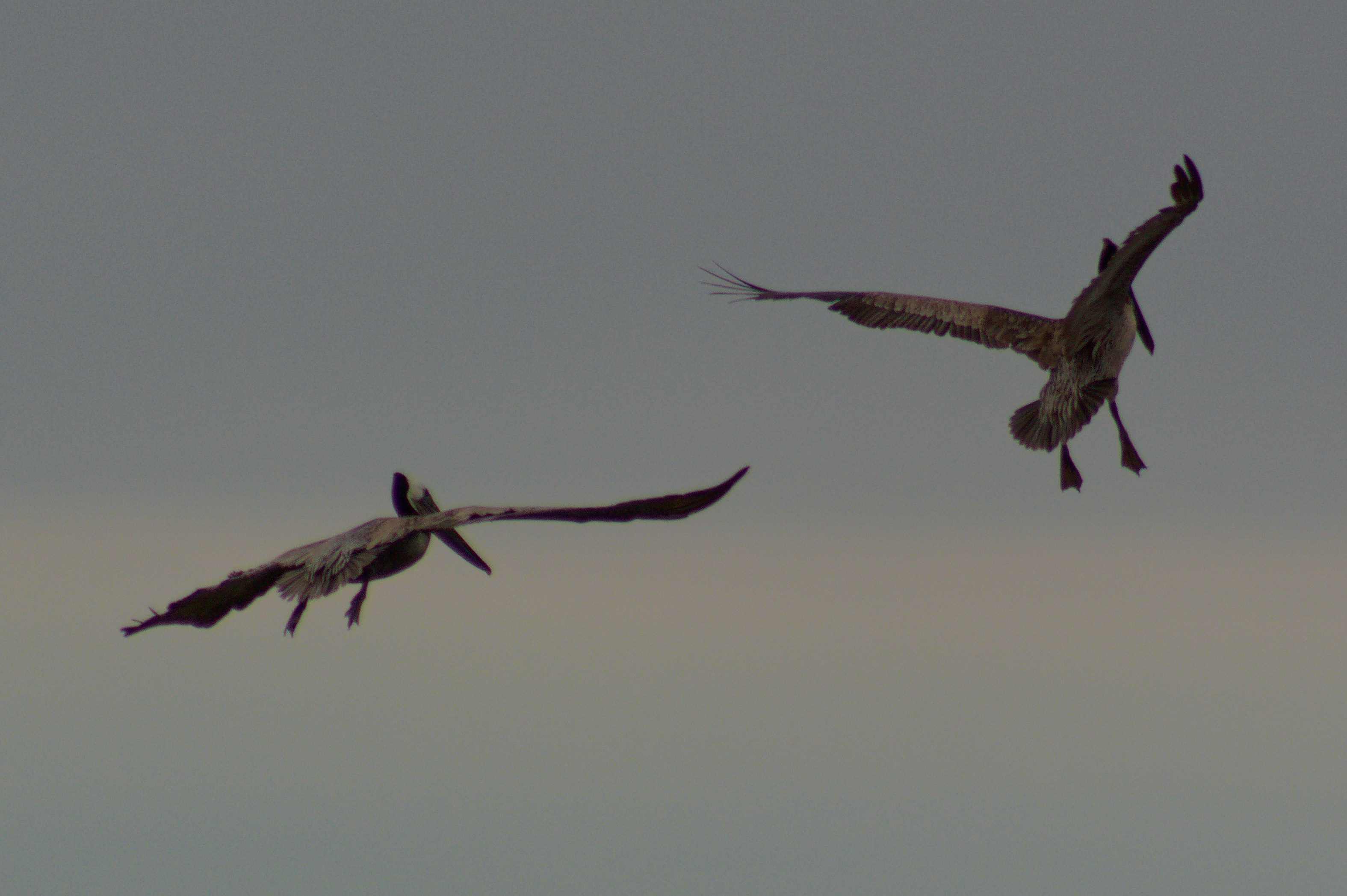 Dusk Convergence: Two Birds Glide Toward the Quiet Horizon