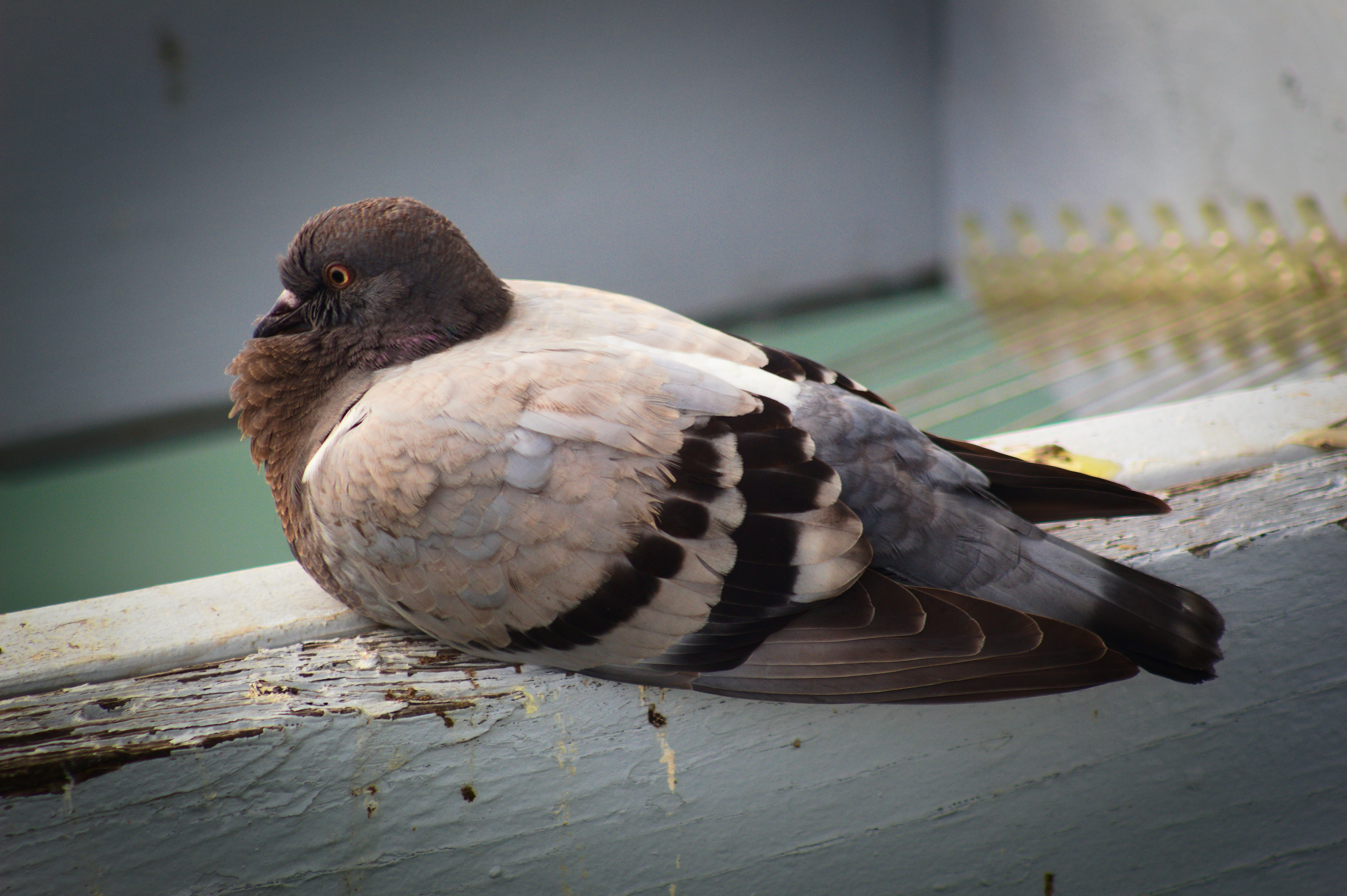 Muted Morning Muse: A Pigeon Resting on a Weathered Rim