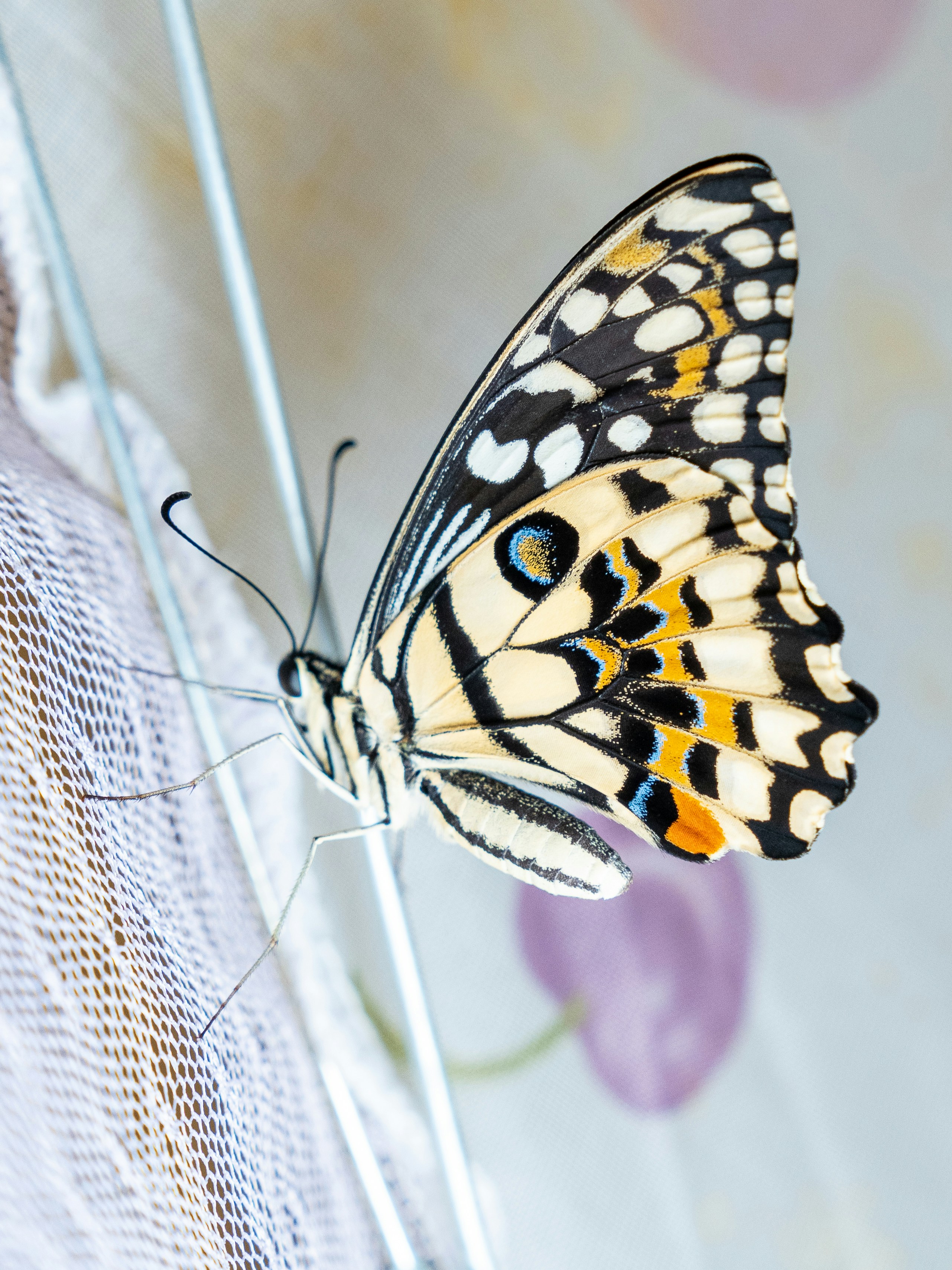 Winged Geometry on Mesh: Painted Swallowtail at Rest