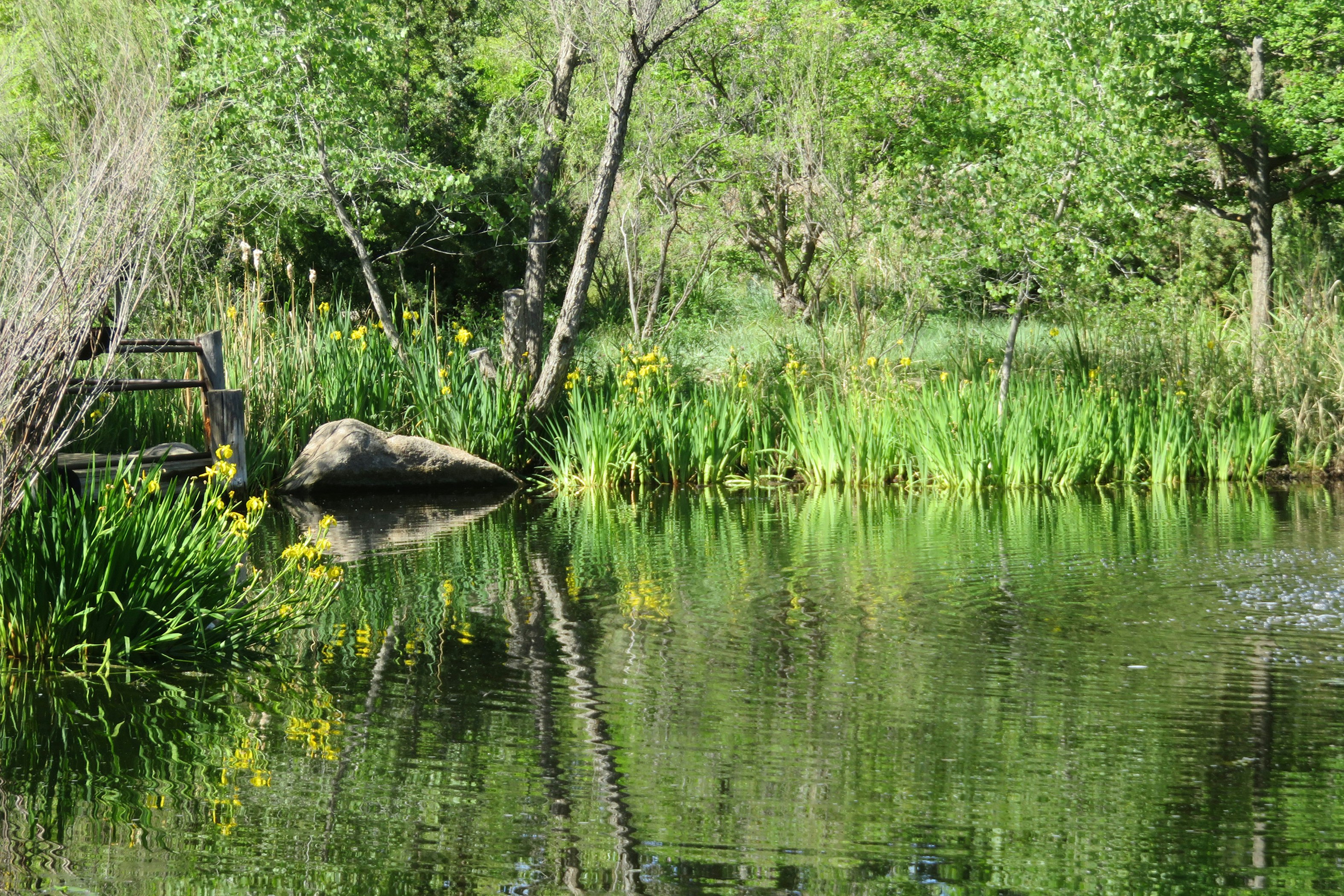 Photo by Lisa Yount with Canon PowerShot SX710 HS