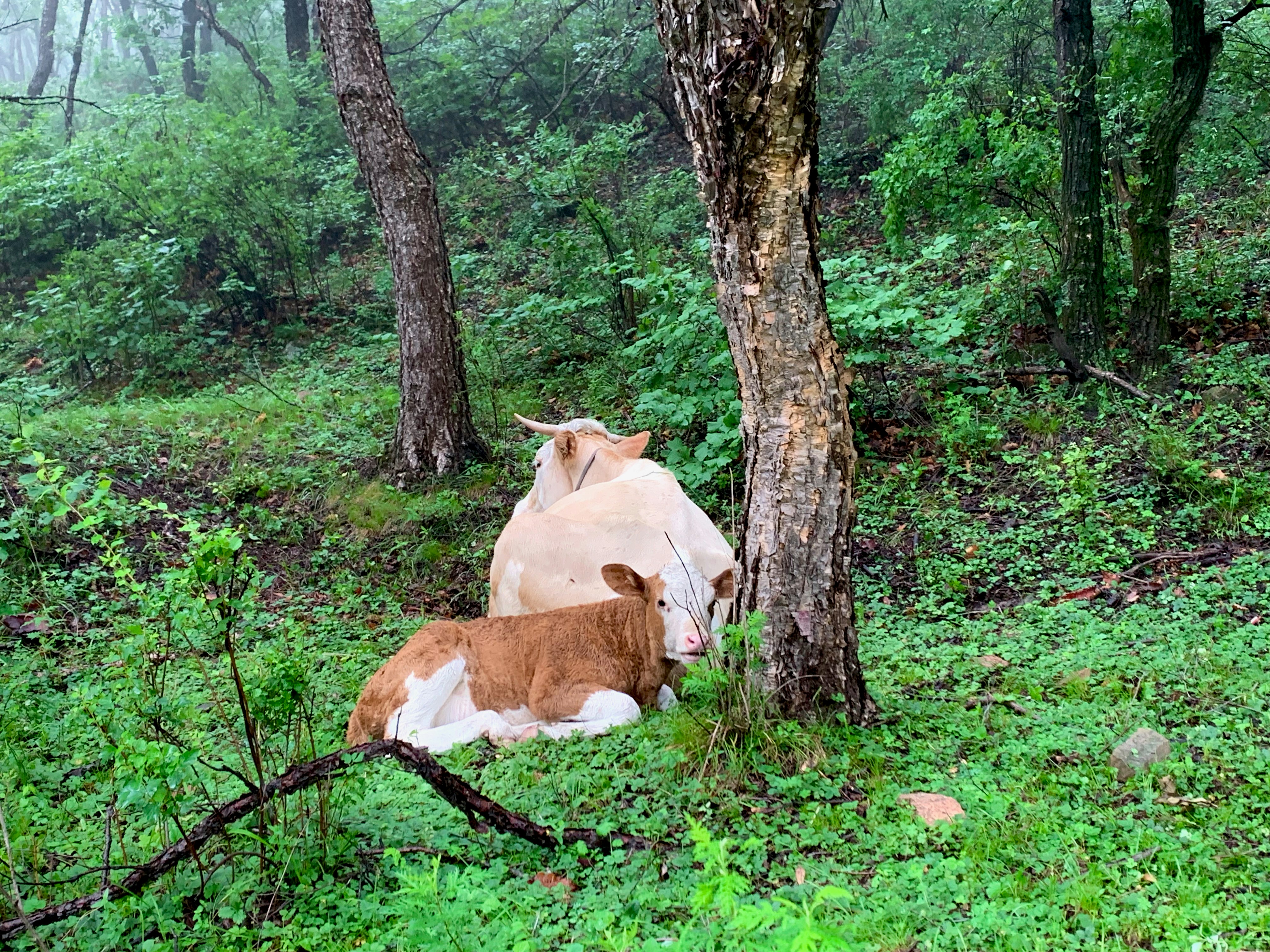 A couple of cows laying down in a forest photo – Free Hike Image on ...