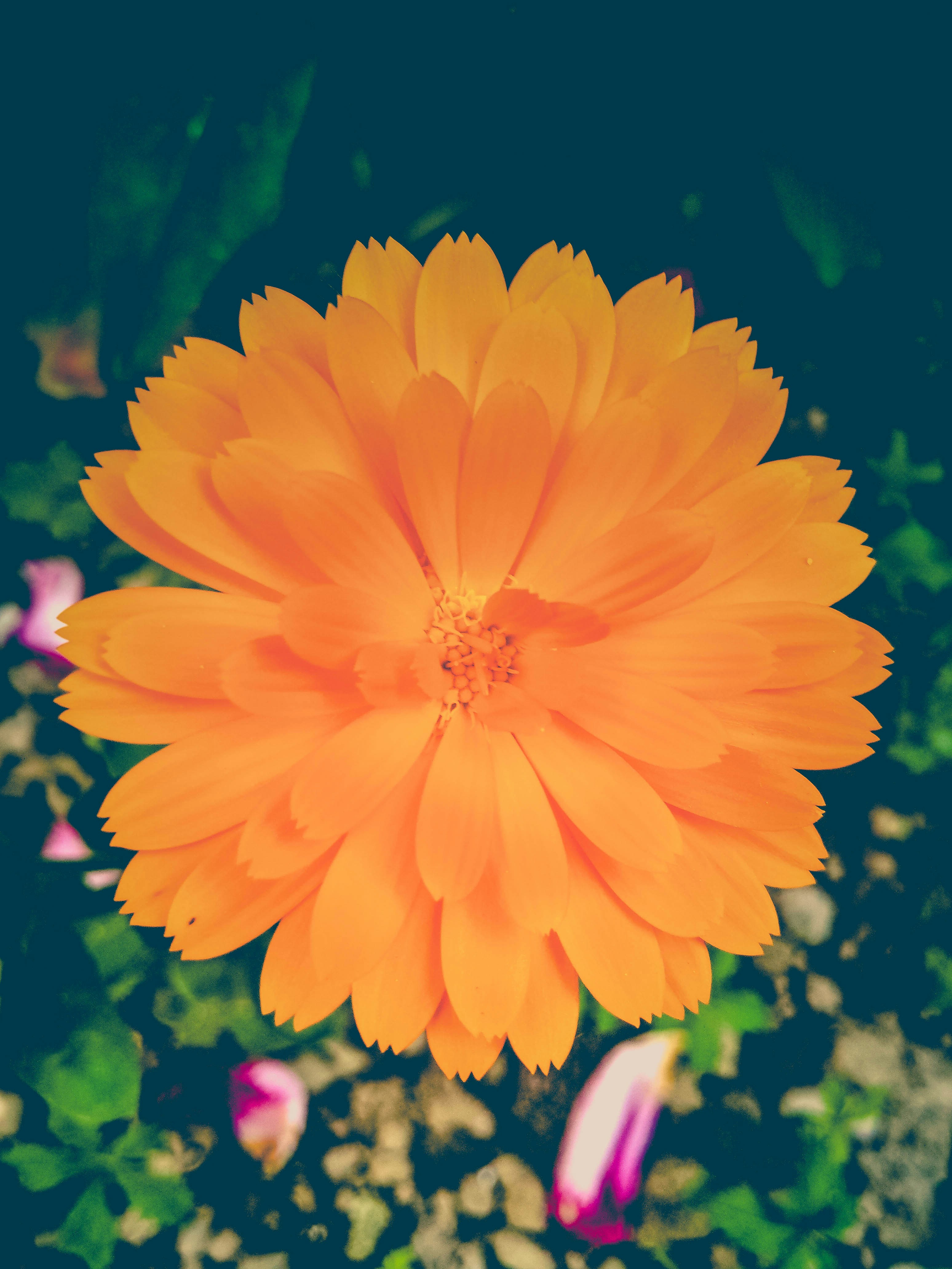 Close-up of an orange bloom with layered petals, sharply focused against a soft teal background.