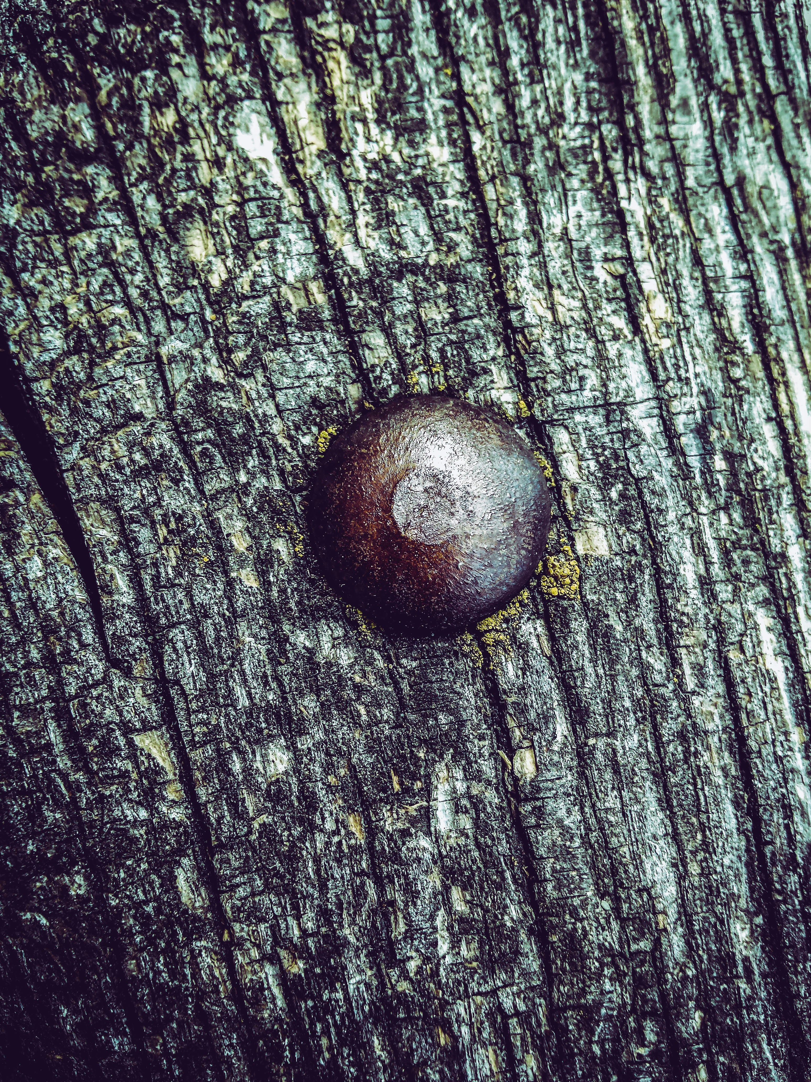 A close-up of a rusty nail head seated in textured, cracked weathered wood with deep grain lines. The image emphasizes macro detail and surface textures, likely captured to highlight the contrast of metal against wood. (Note: this is a close-up photograph, not a logo or illustration.)