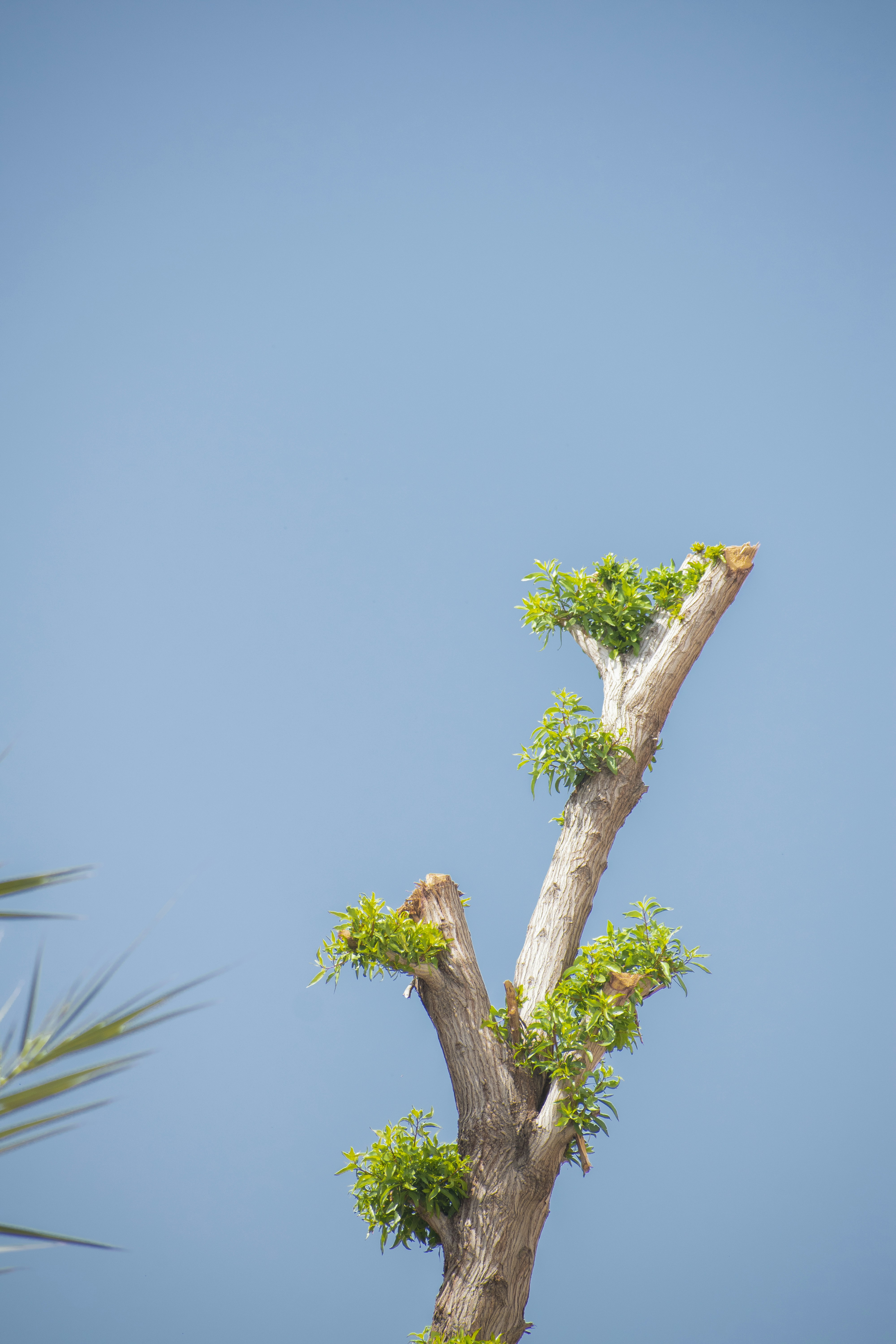 The Silhouette of Growth: A Bare Trunk Reaching Toward the Sky