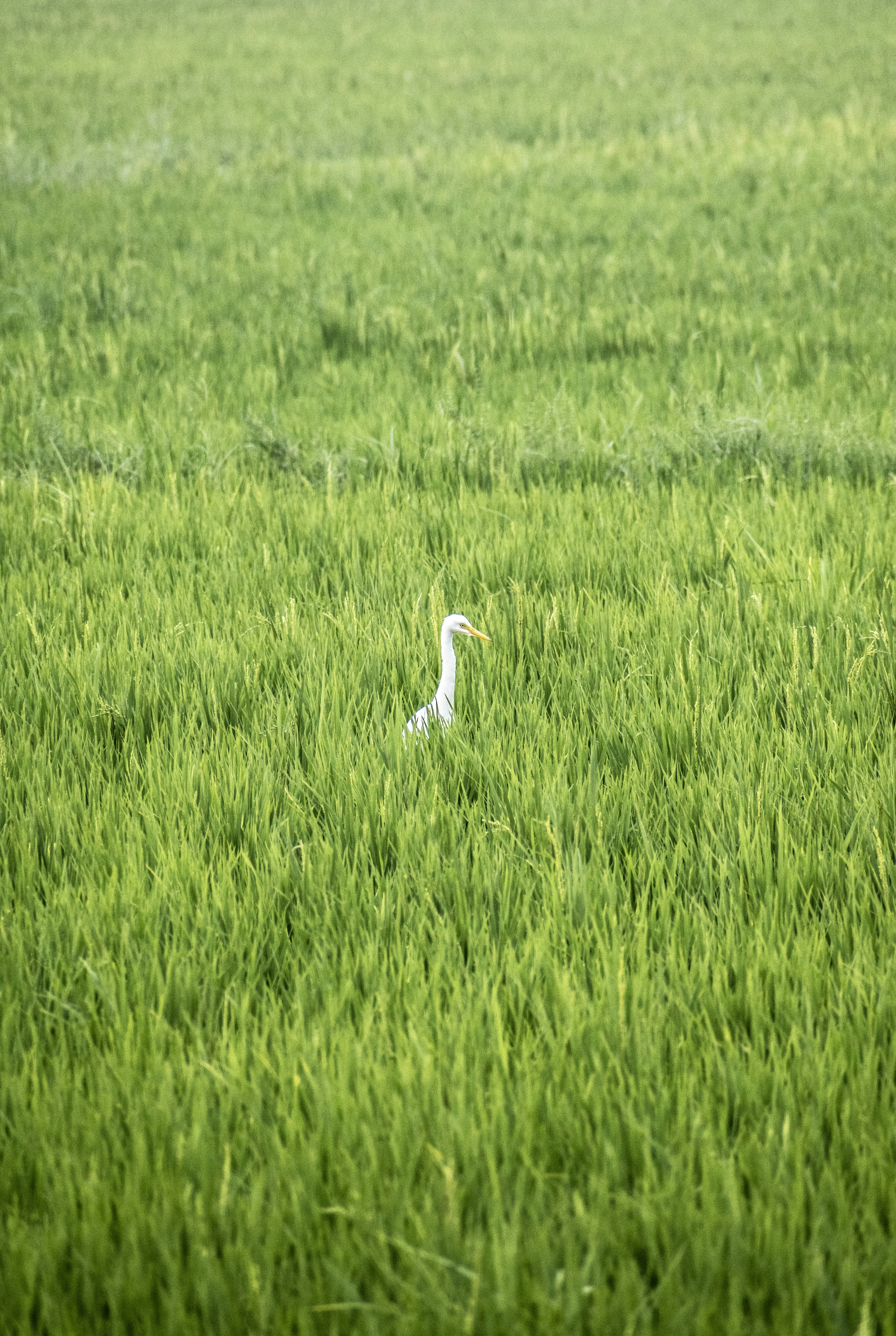 Salt of the Field: A lone egret in emerald stalks