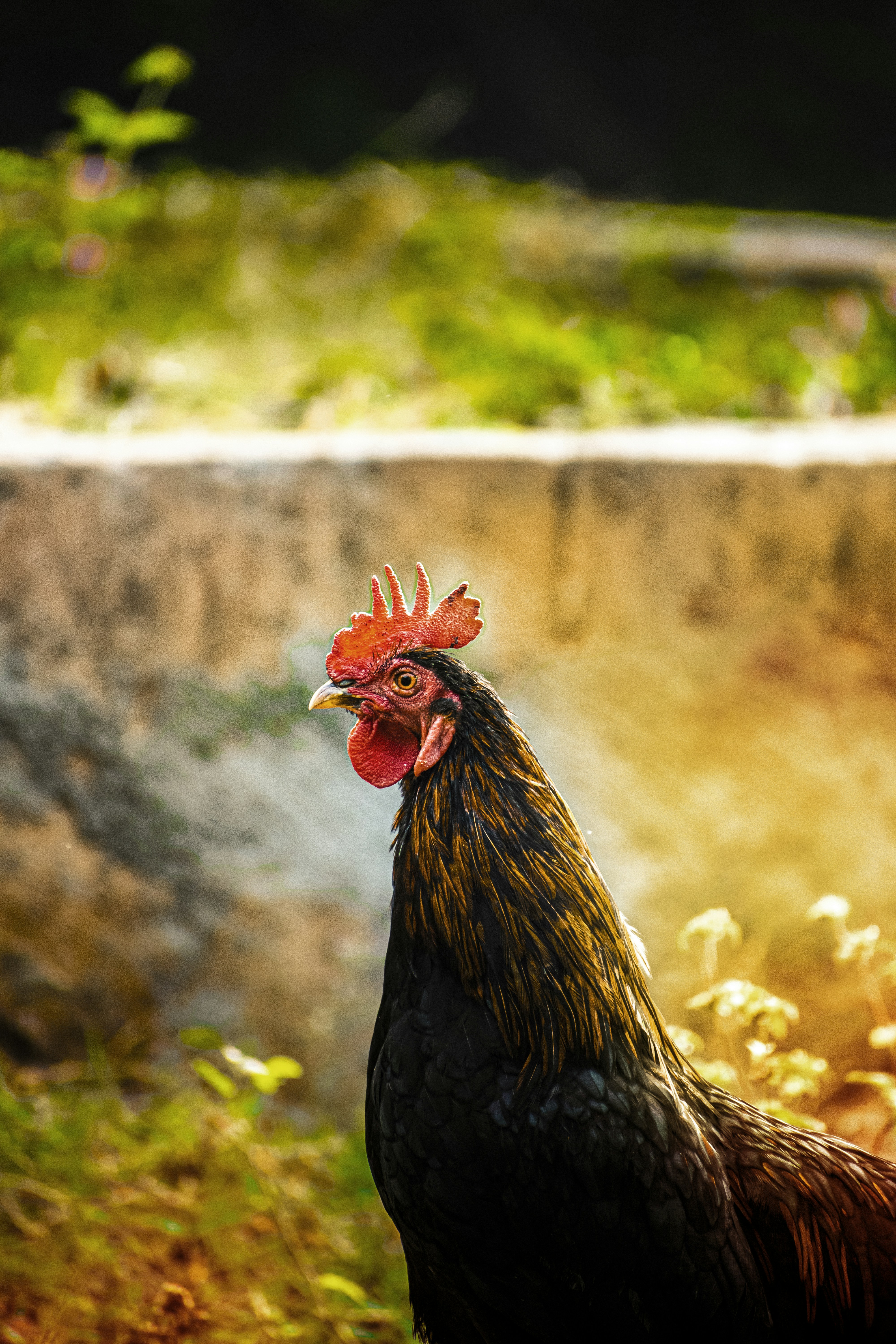 Copper-Red Rooster in Warm Light Against a Weathered Wall