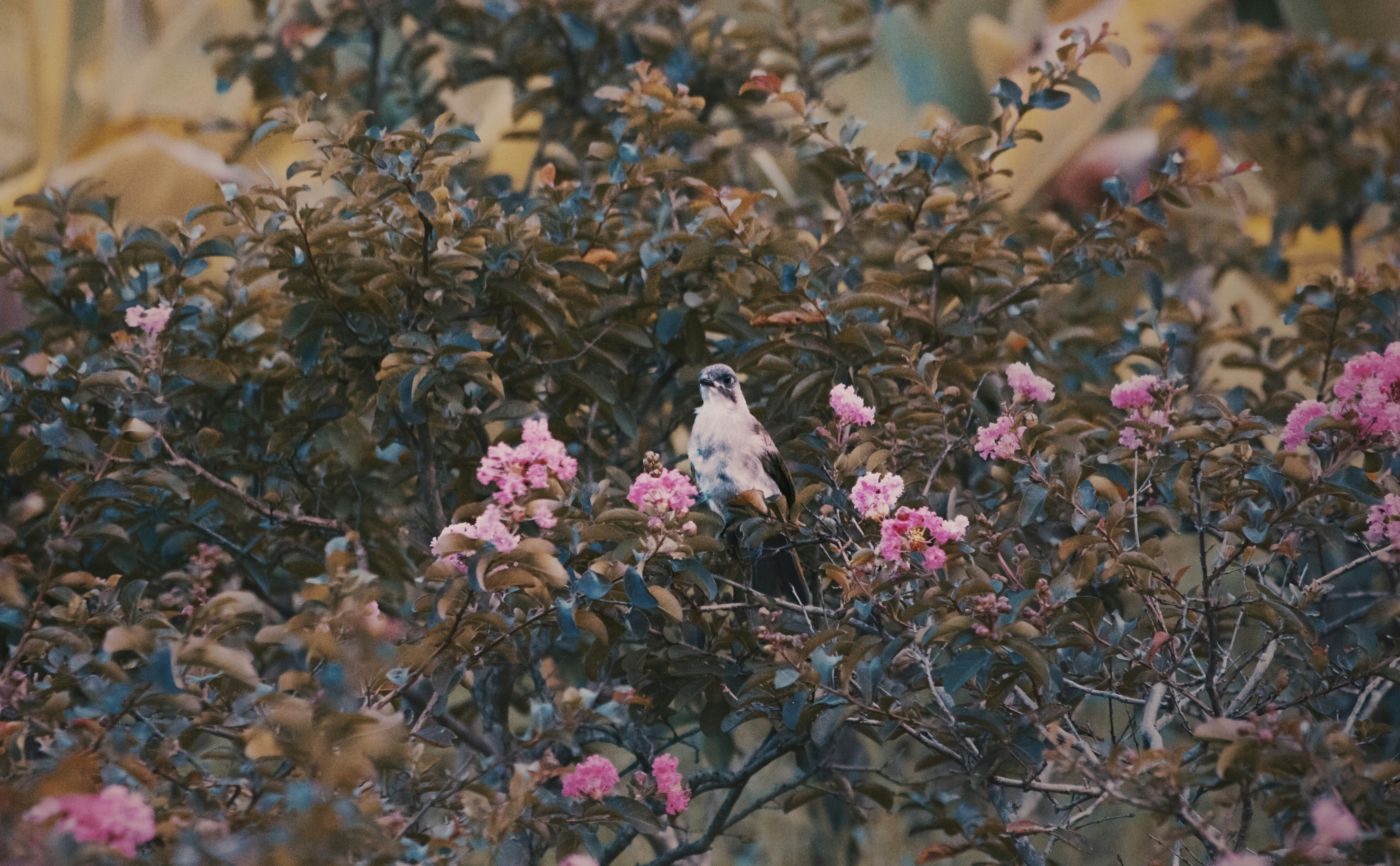 Perch Among Rosy Blossoms: A Tiny Sparrow's Garden Moment