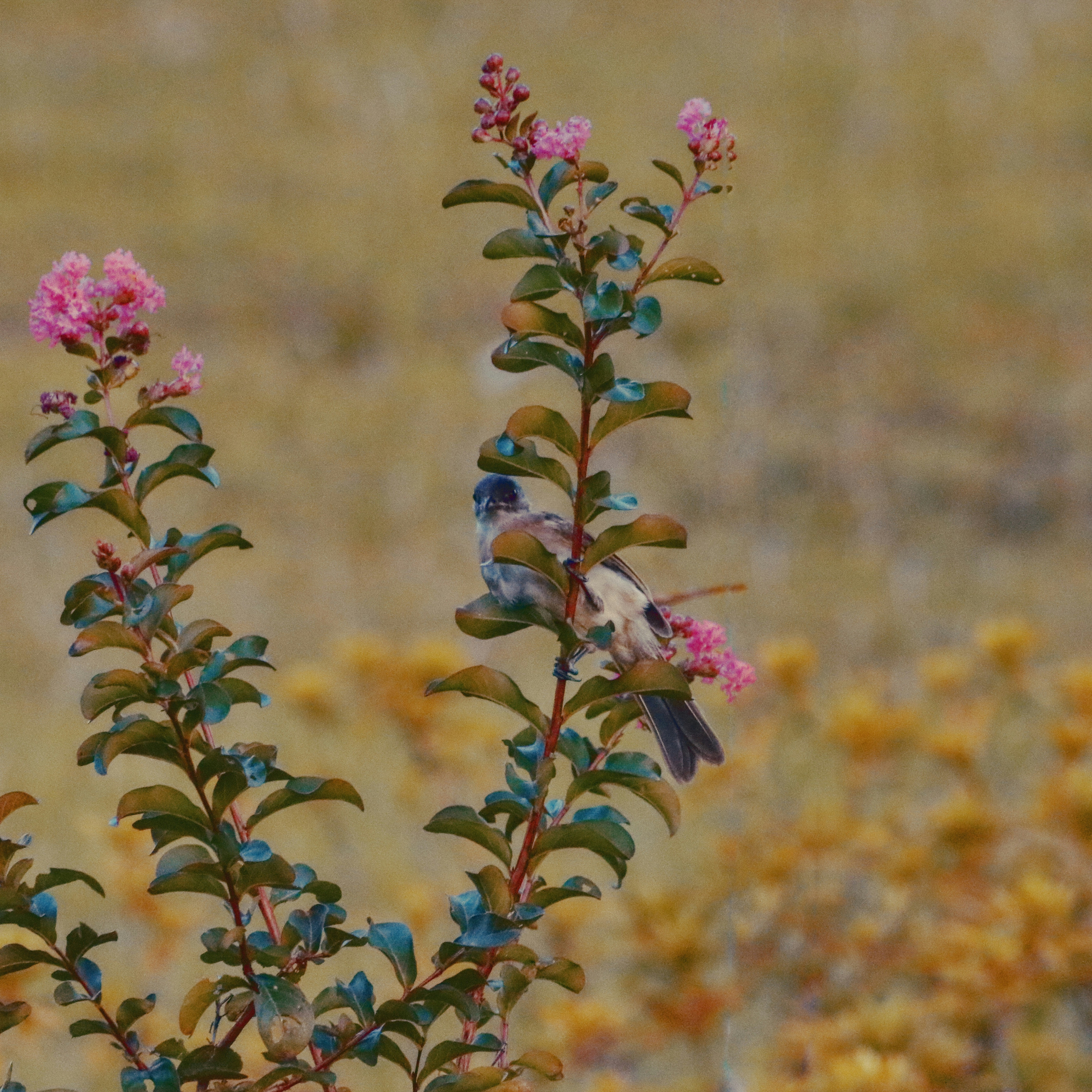 Bluebird on Pink Bloom: a Quiet Moment in a Golden Field