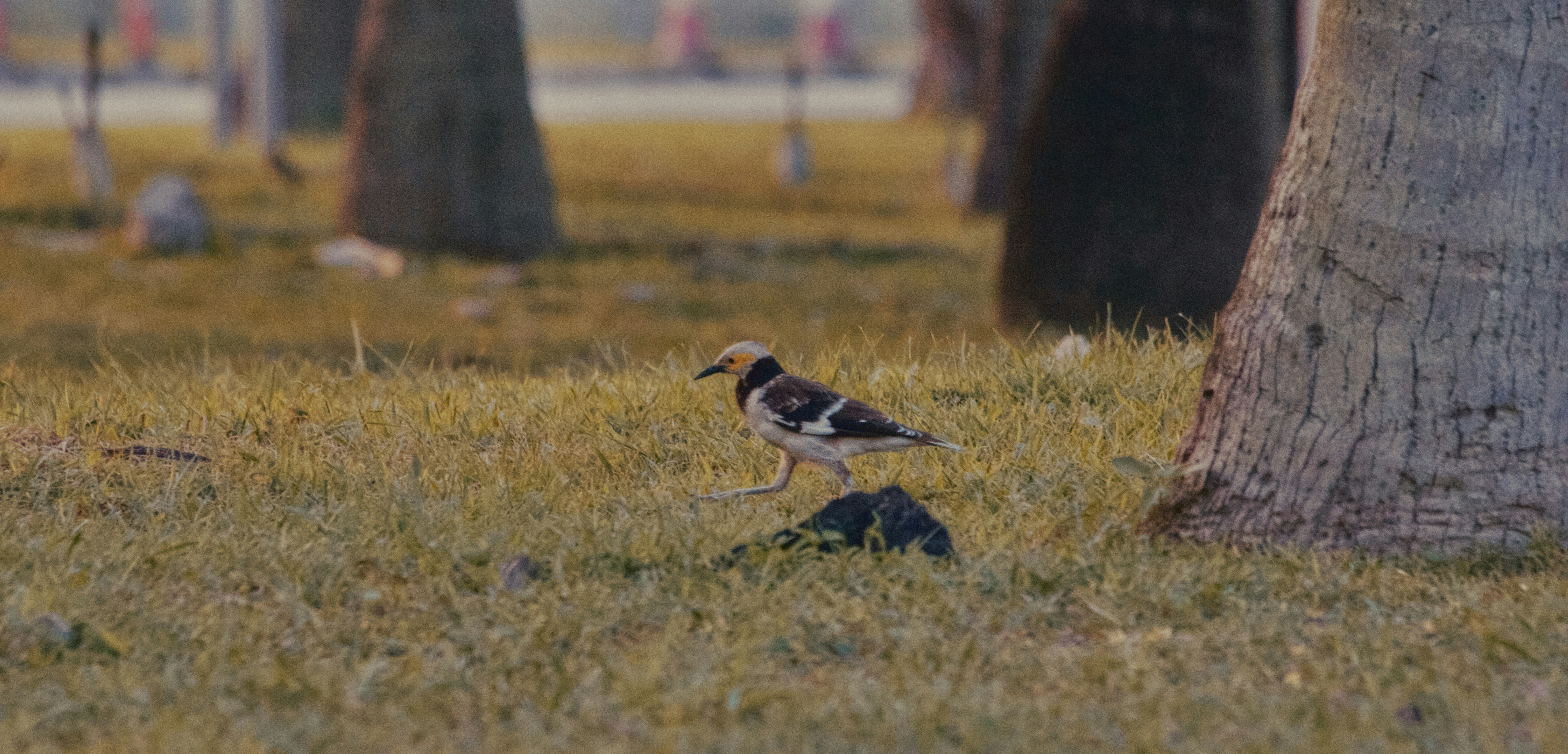 Lone Piedlark on Sunlit Grass Under Palm Trunk Shade