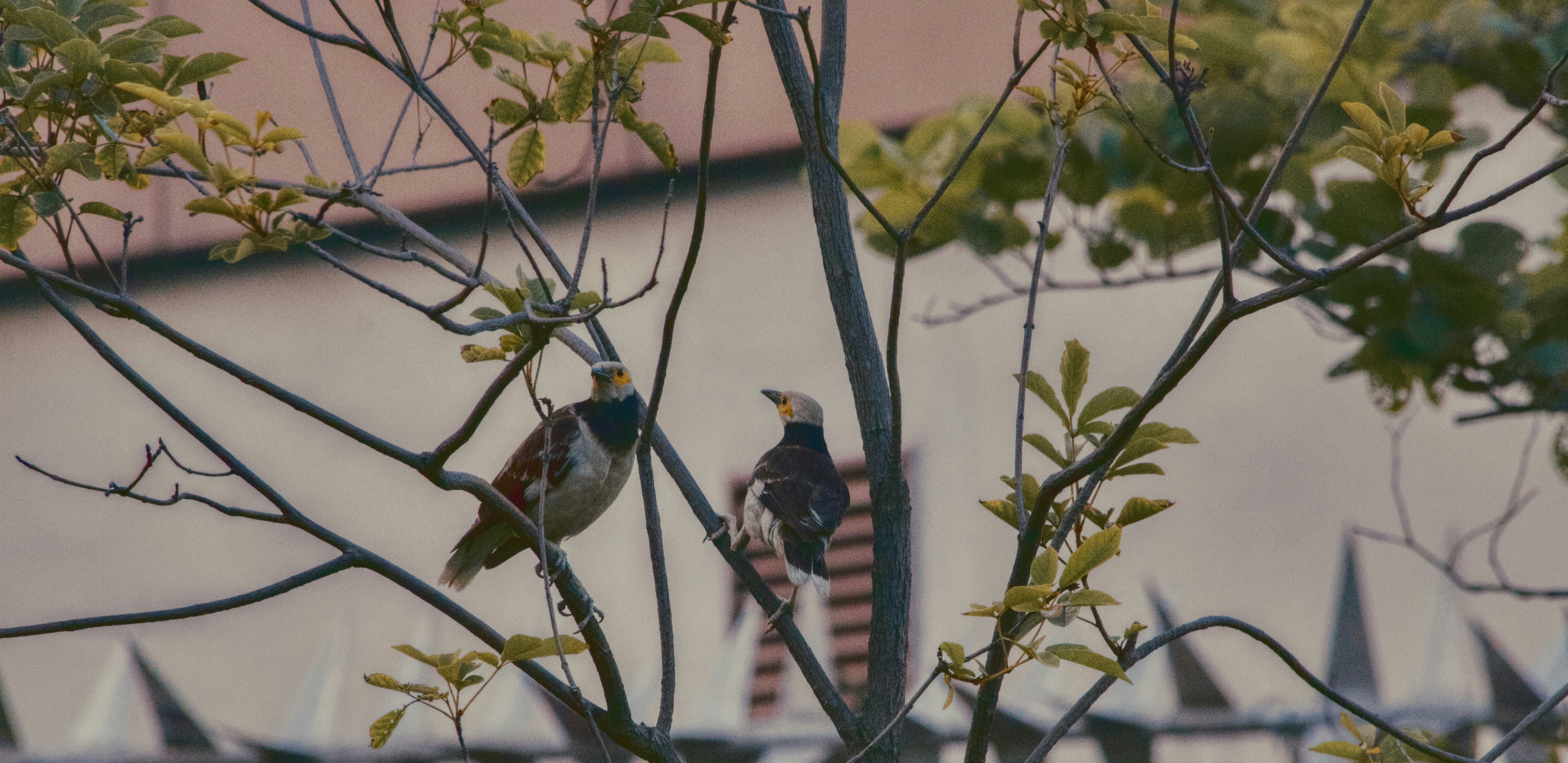 a couple of birds sitting on top of a tree