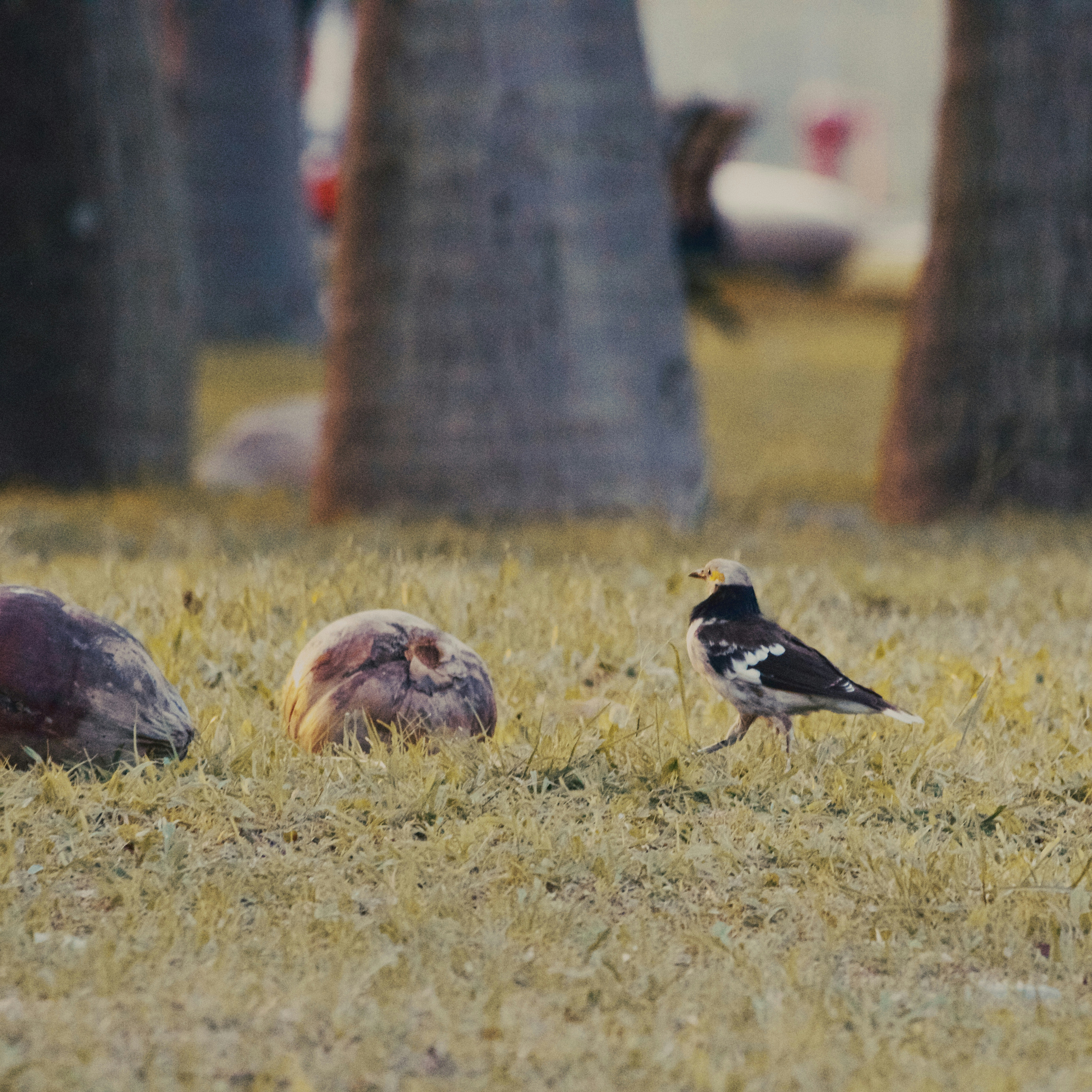Midfield Magpie in a Park: A Quiet Moment Among Trunks