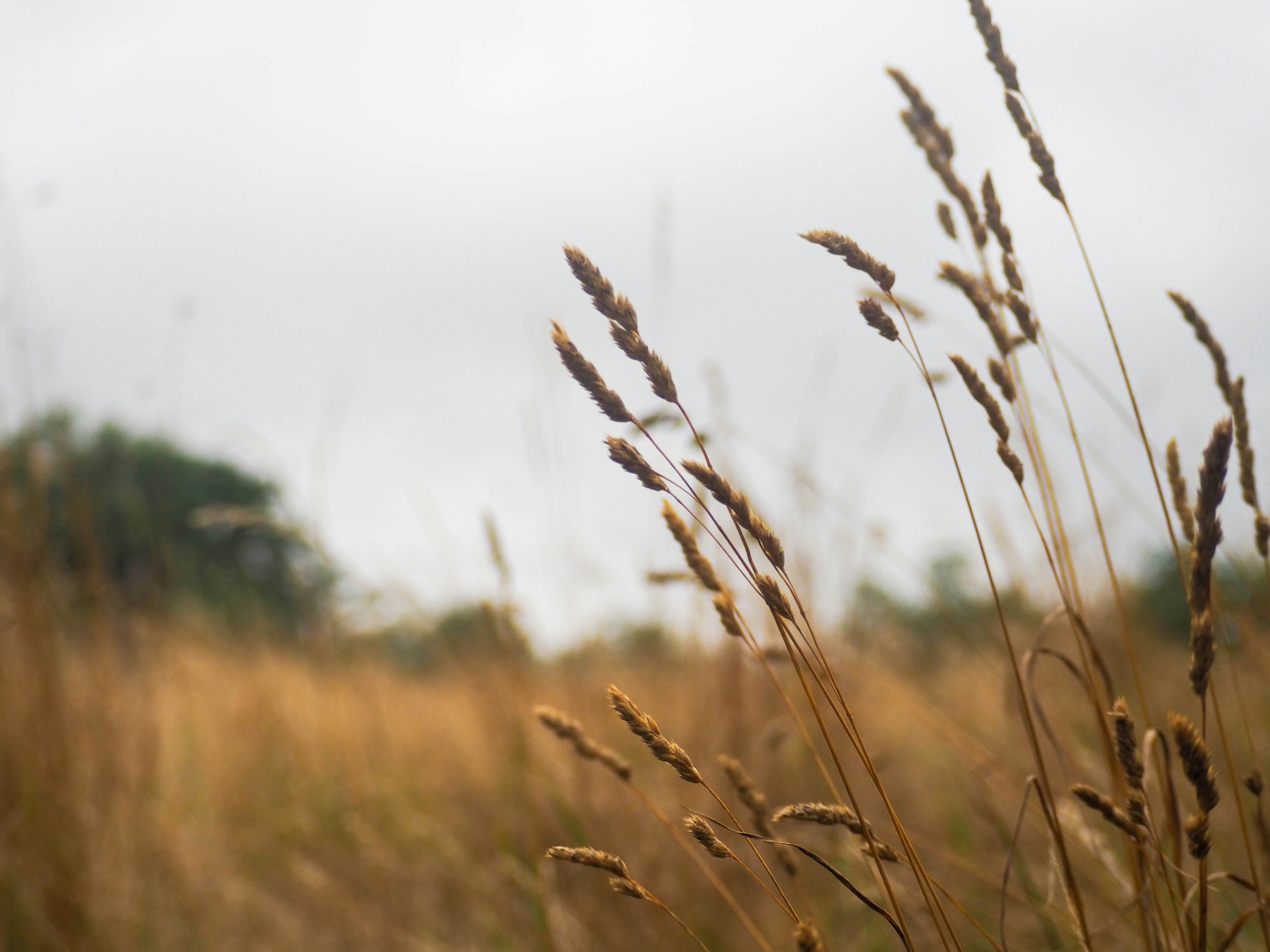 A field of tall brown grass with trees in the background photo – Free ...