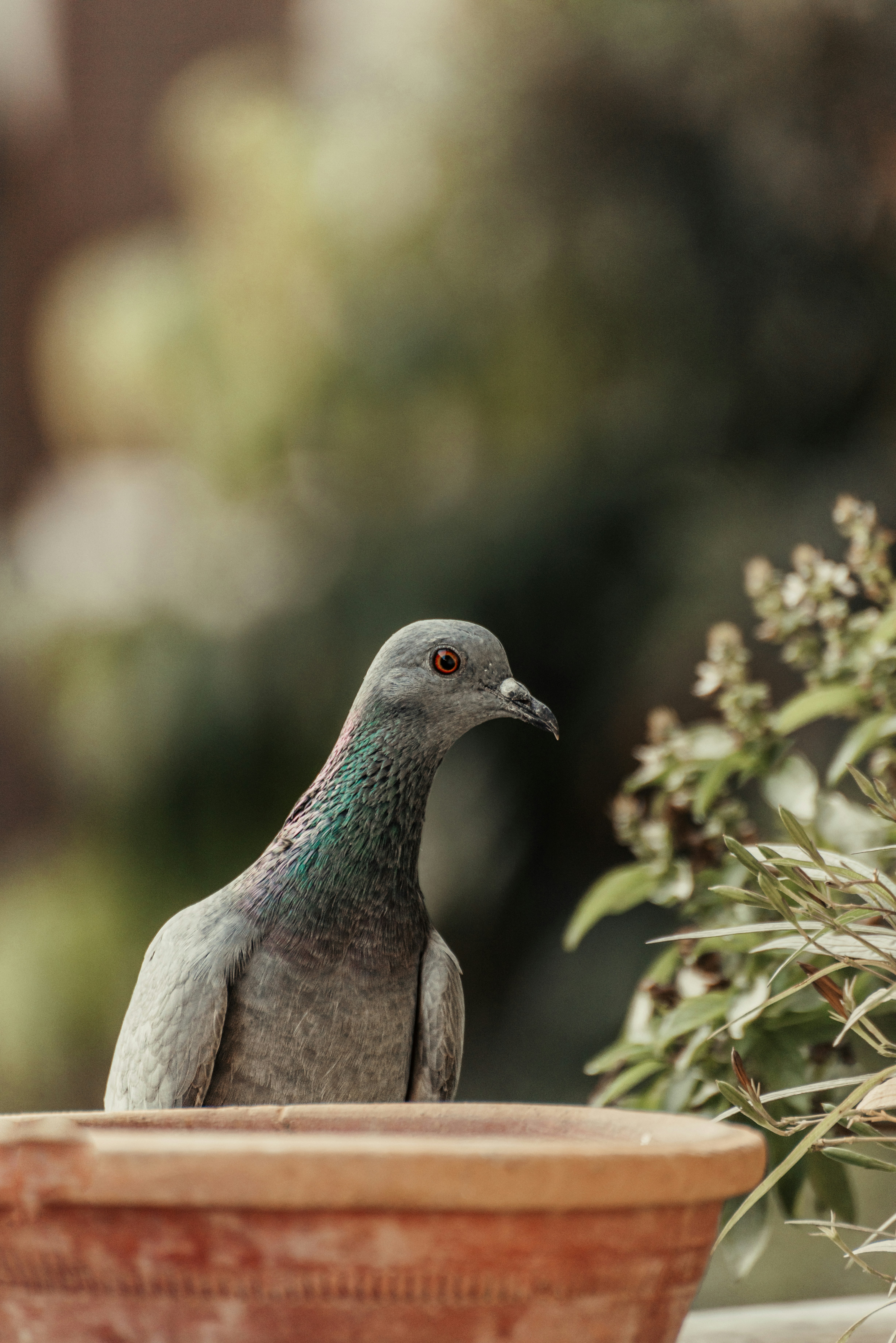 An intimate photograph of a pigeon perched at the rim of a terracotta pot, with a softly blurred garden backdrop.