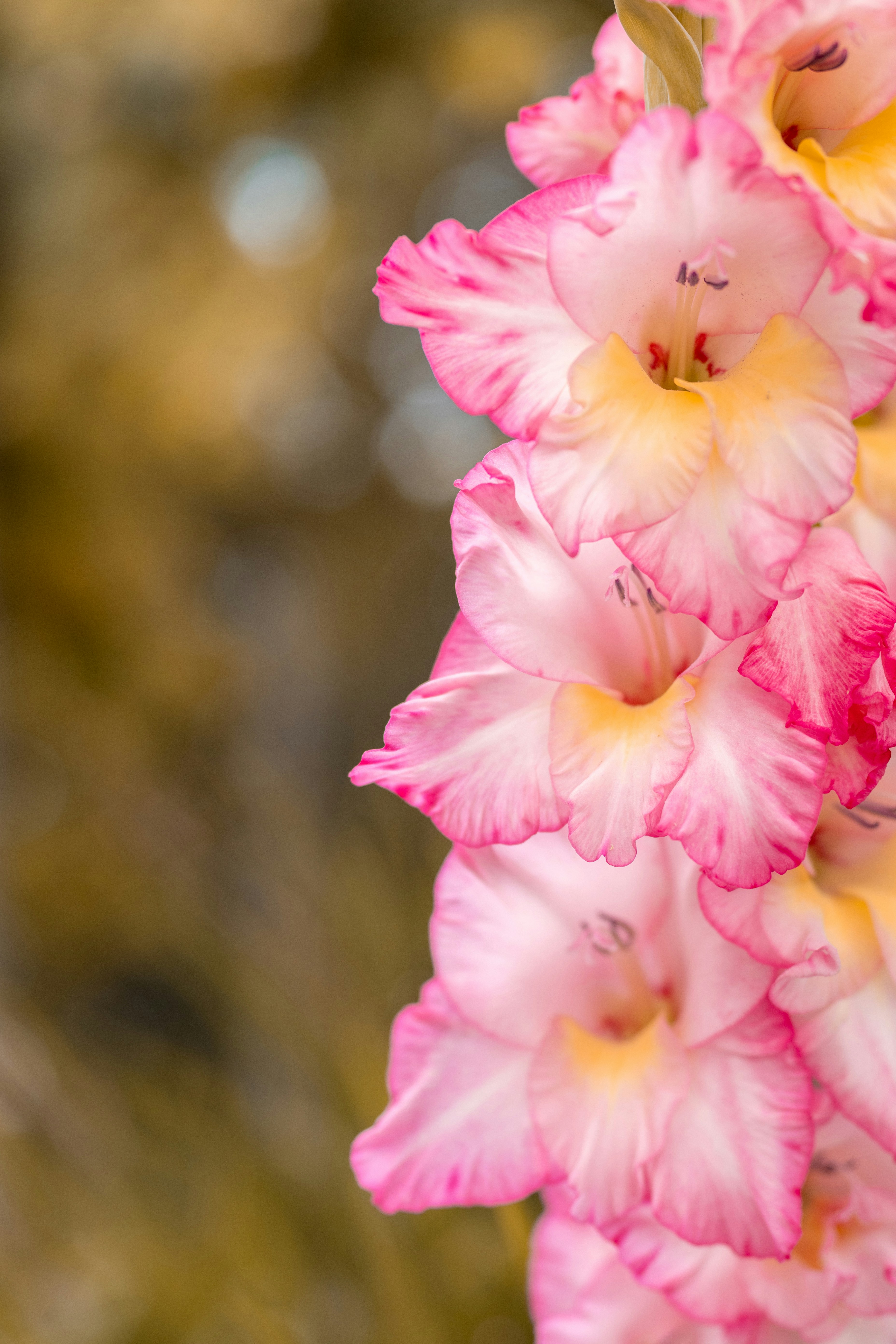 a bunch of pink and yellow flowers in a vase