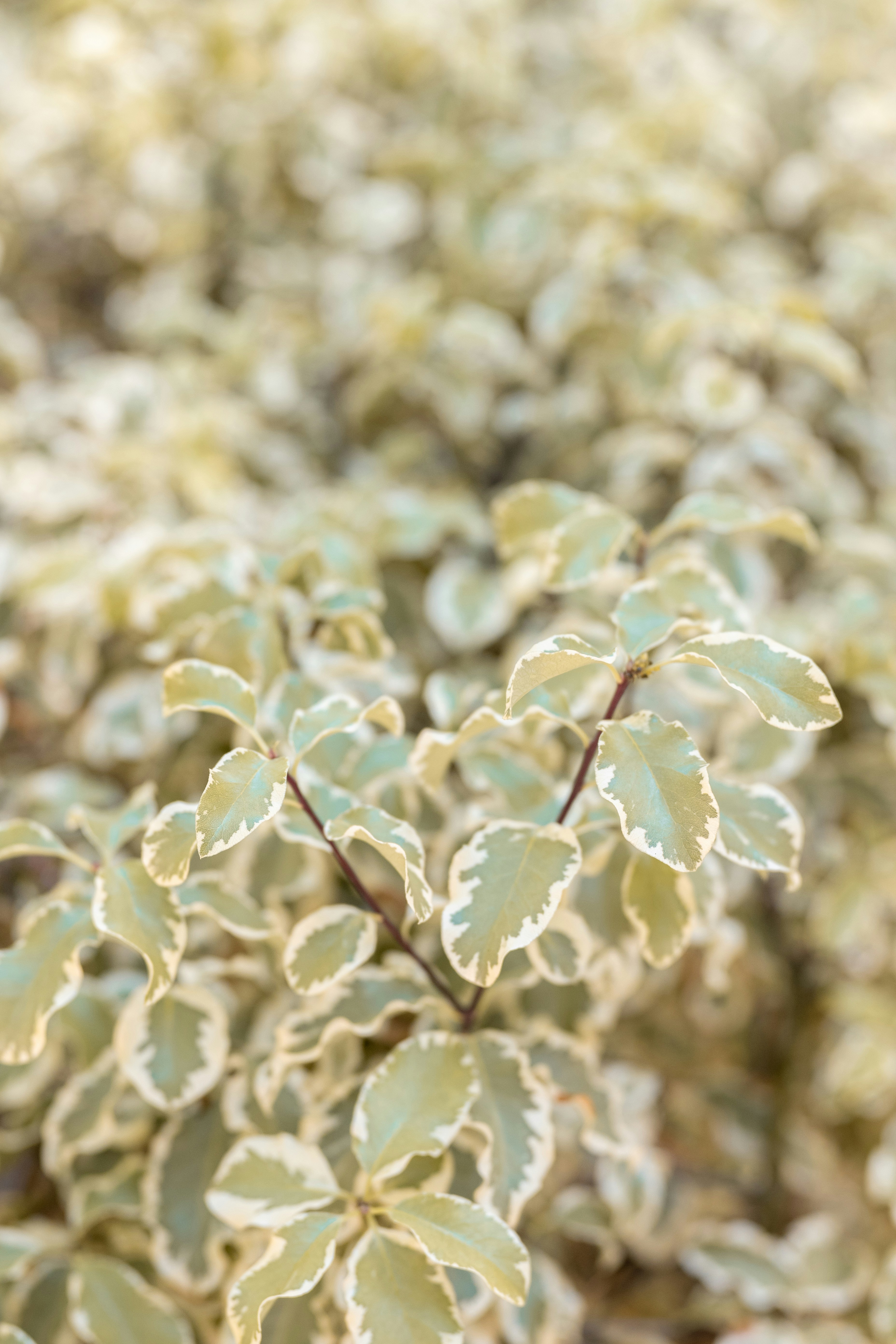 Whispering Variegation: Cream-Edged Leaves in Soft Focus