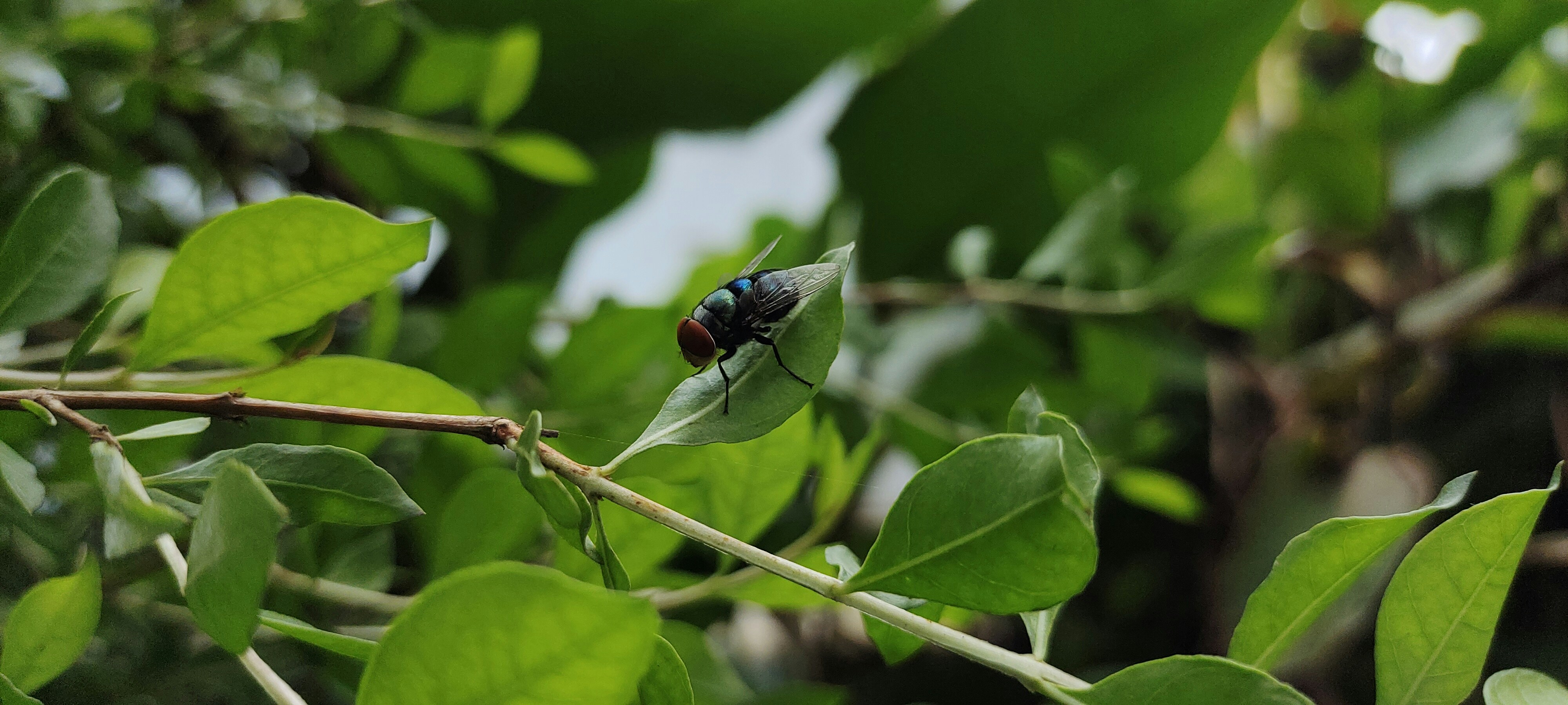 Housefly Pictures | Download Free Images on Unsplash