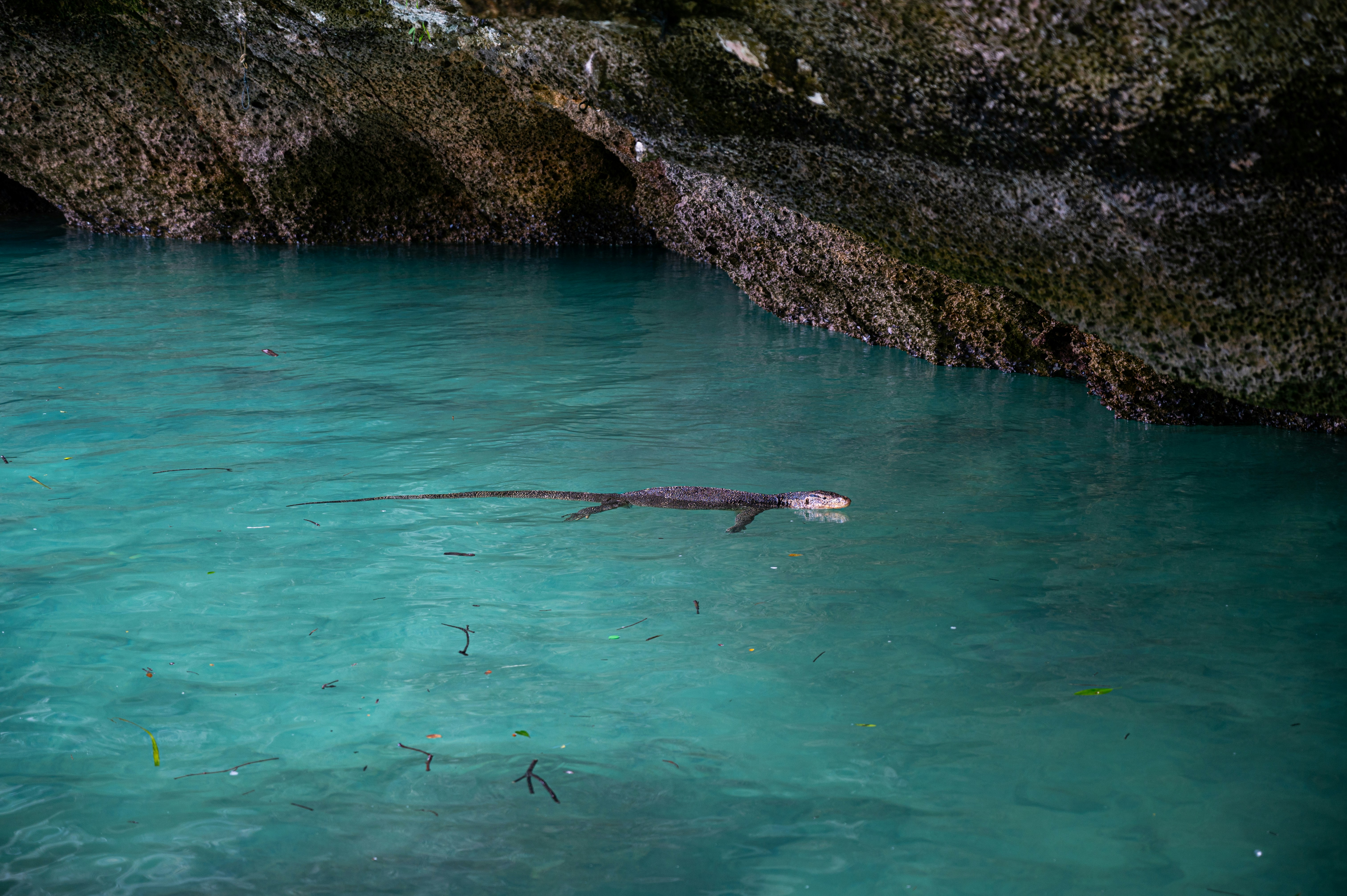Turquoise Cavern Glide: A Long Silhouette in Quiet Reef Water