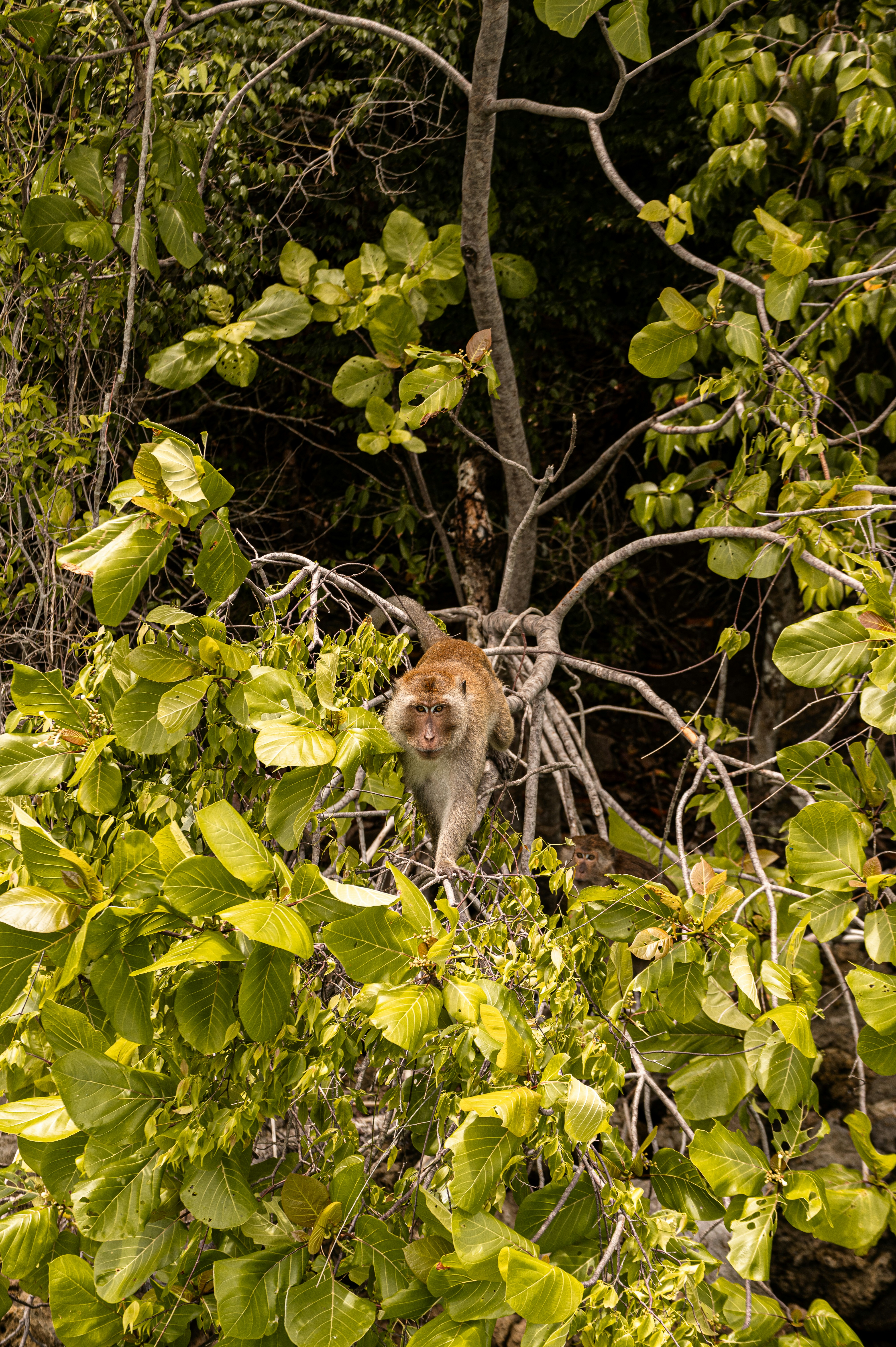A monkey standing on a tree branch in a forest photo – Free Animal ...
