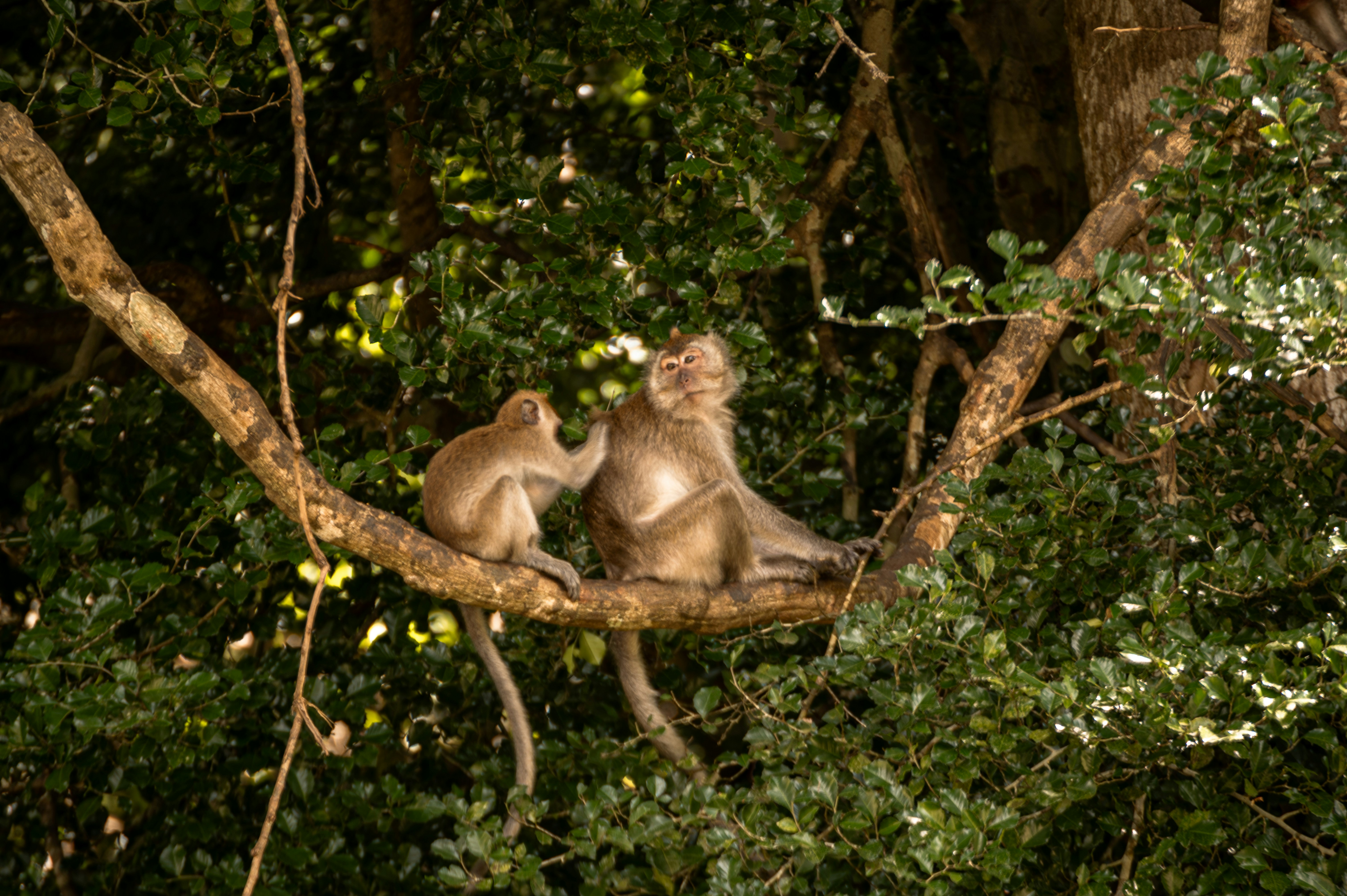 Macaque Moment: Two Primates Share a Quiet Pause on a Forest Branch