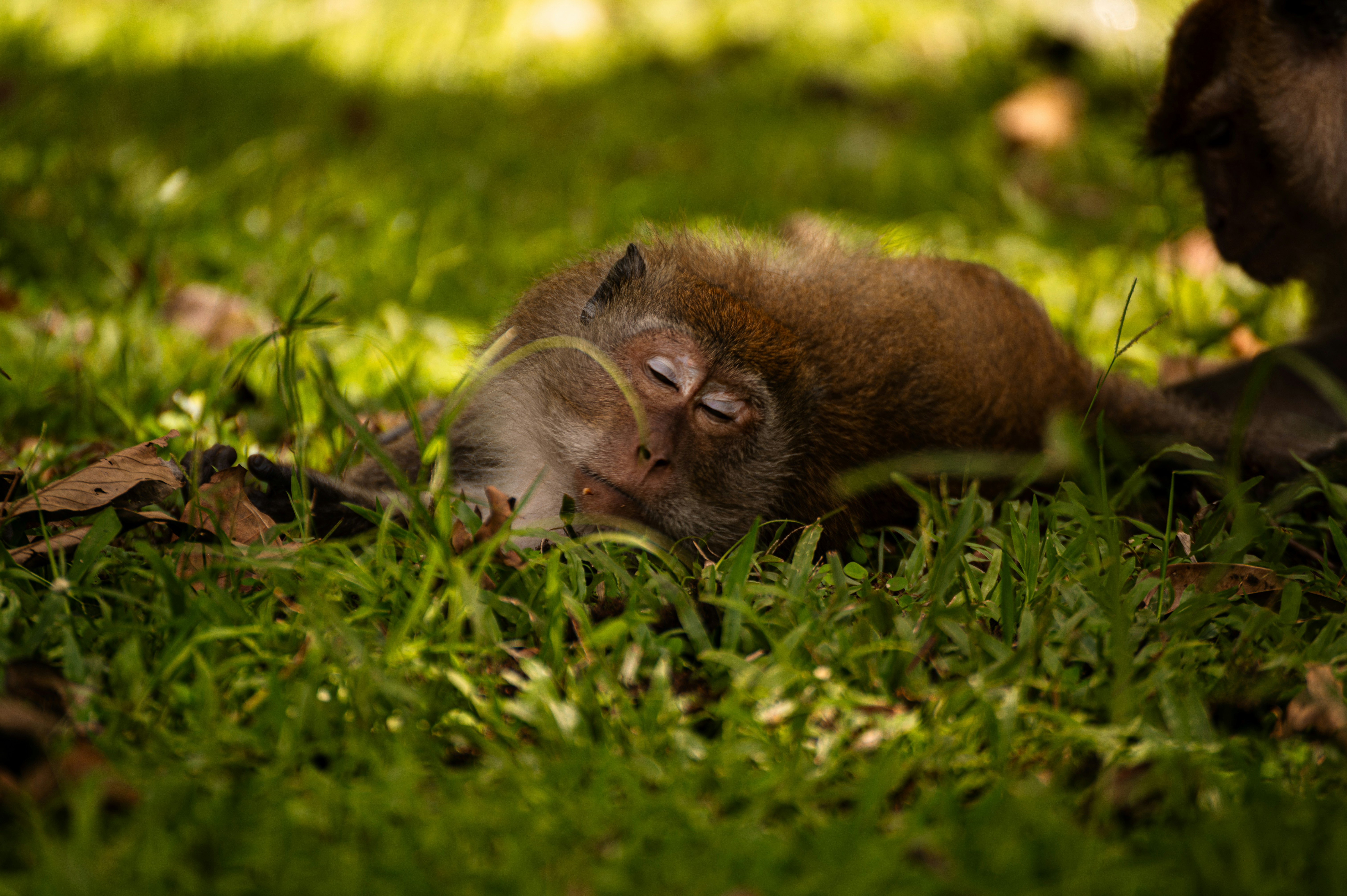 A monkey laying in the grass next to another monkey photo – Free Animal ...