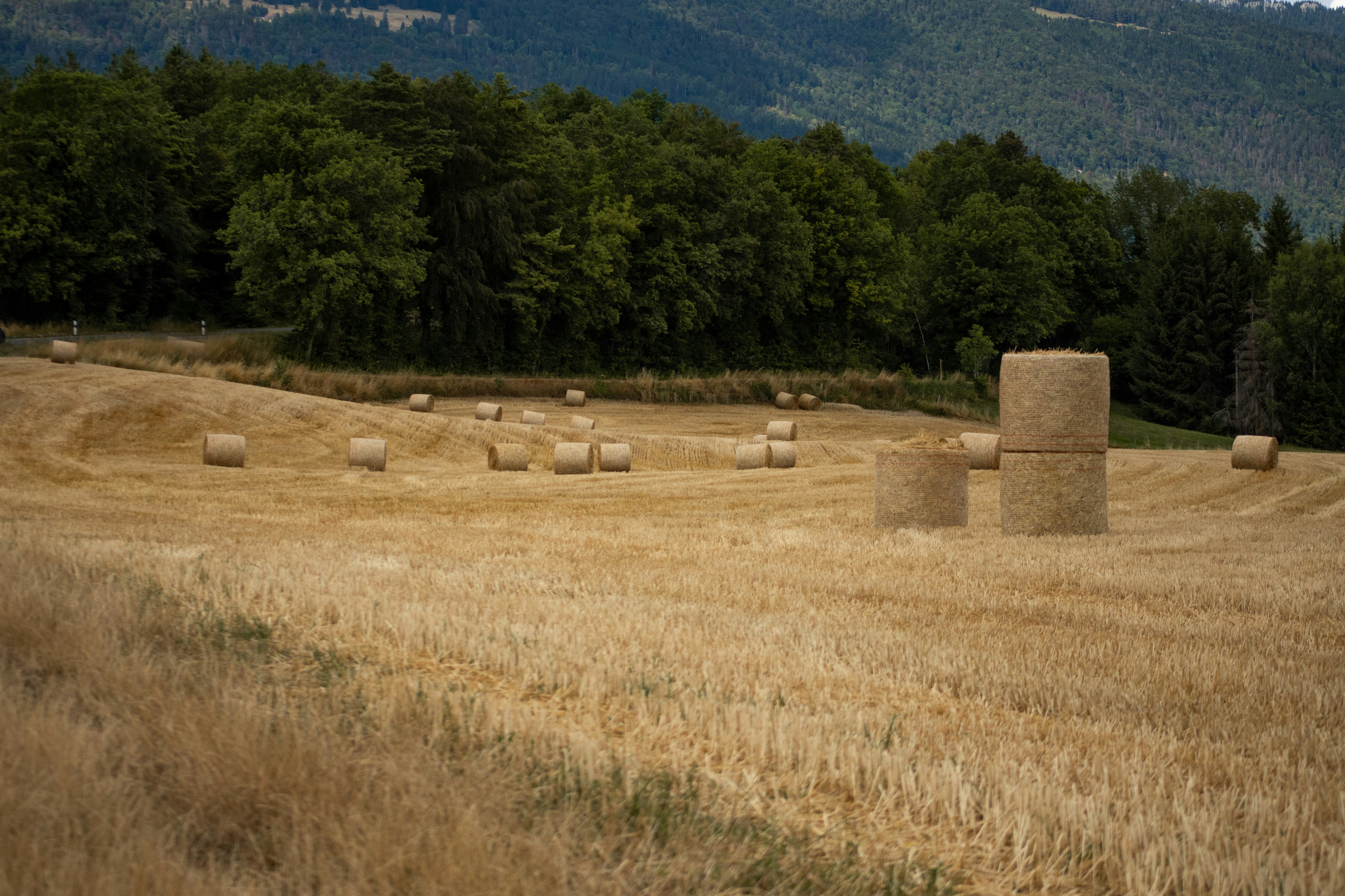 Hay bales in a field with mountains in the background photo – Free ...