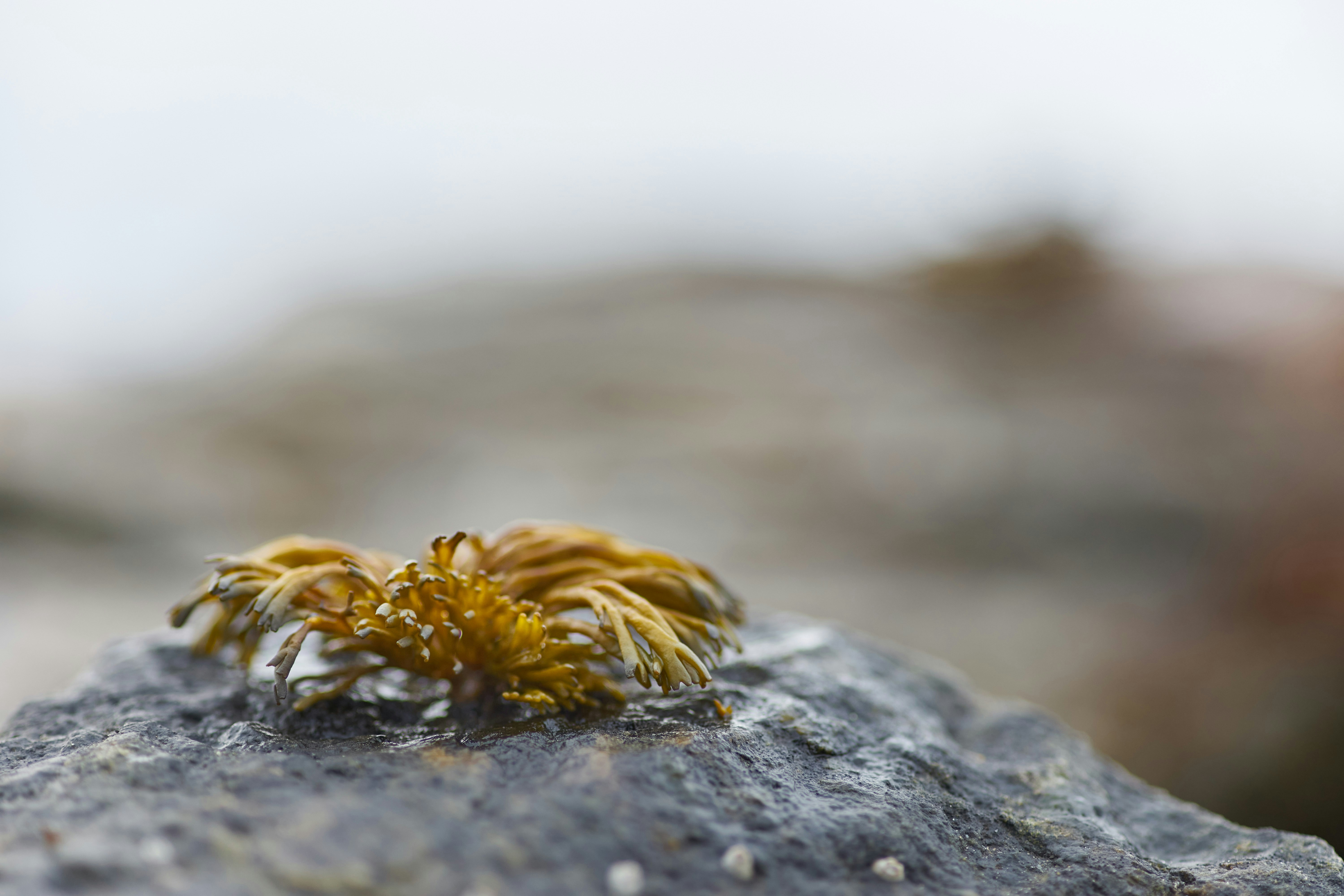 Amber Microflora Adhering to Weathered Rock Under Soft Shoreline Blur