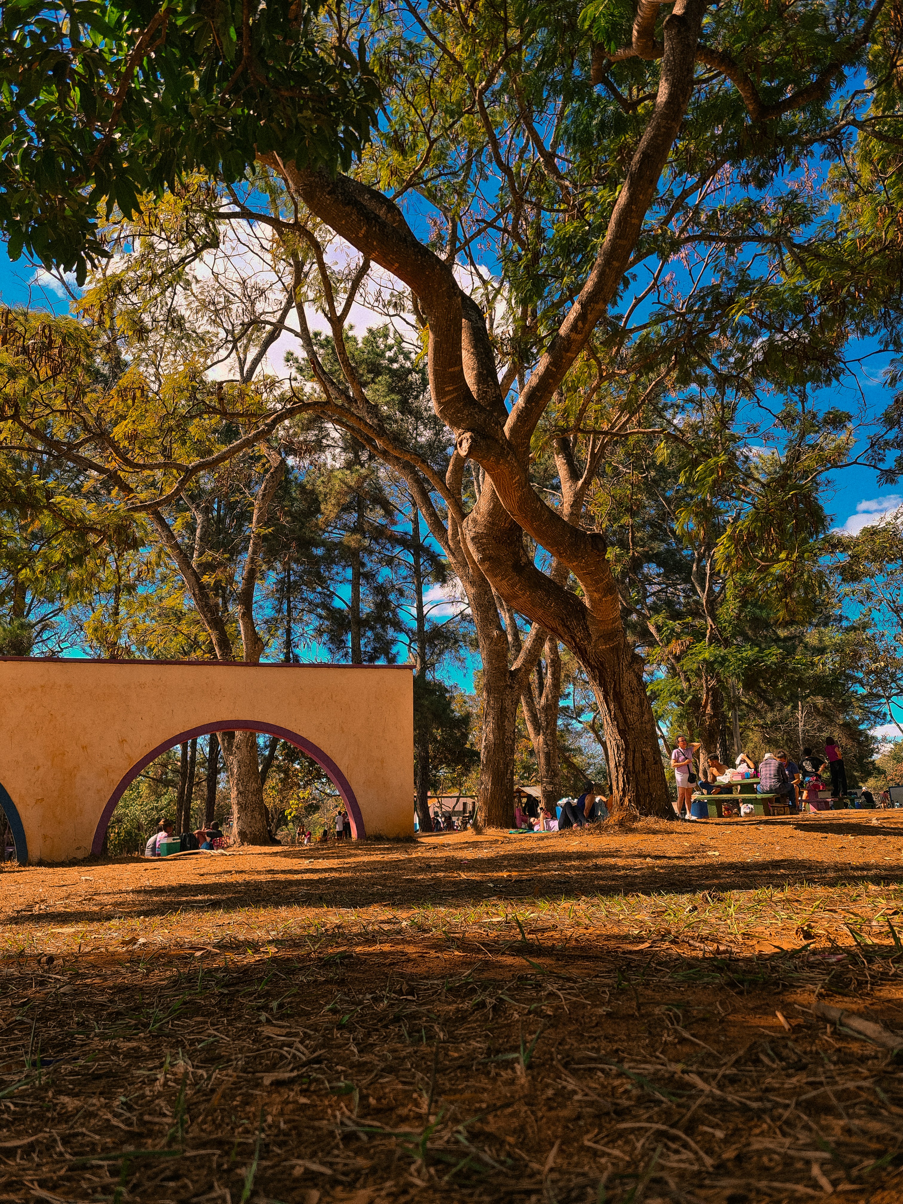 Purple Arch and Gnarled Oaks: A Sunlit Park Portrait